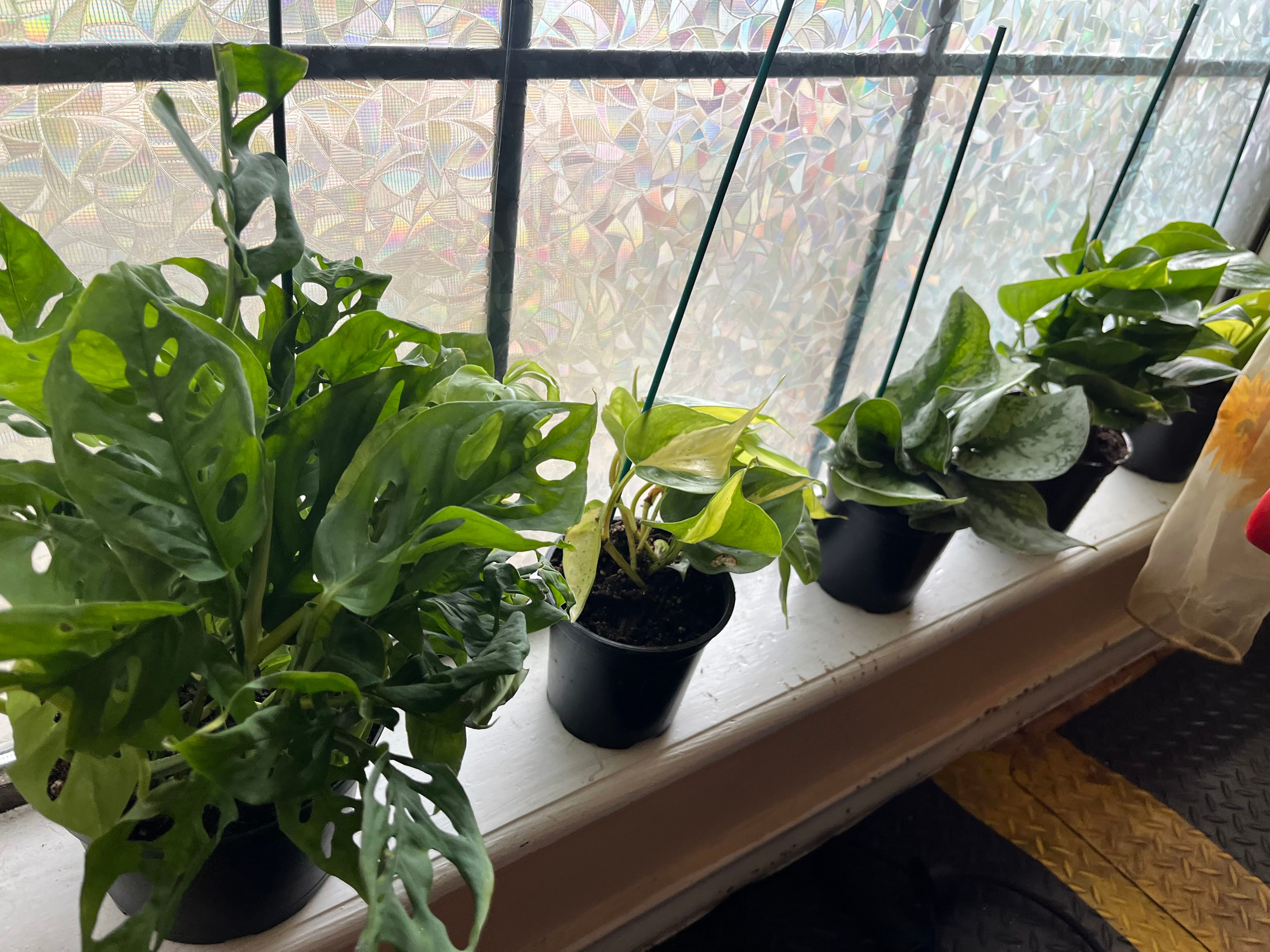 Syngonium snow white Plant Care: Water, Light, Nutrients | Greg App 🌱