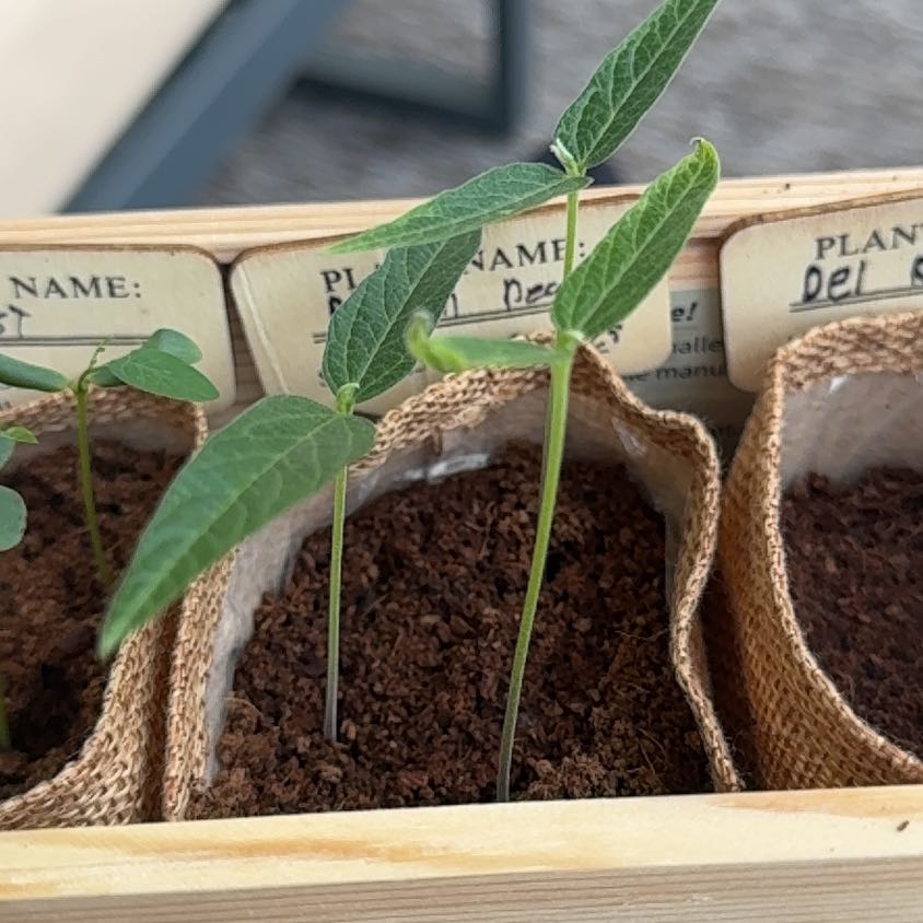 Gray Pigeon Pea Care 101: Water, Light & Growing Tips