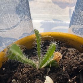 Tree Diddy | A plant by @BeefyMotherfern on Greg