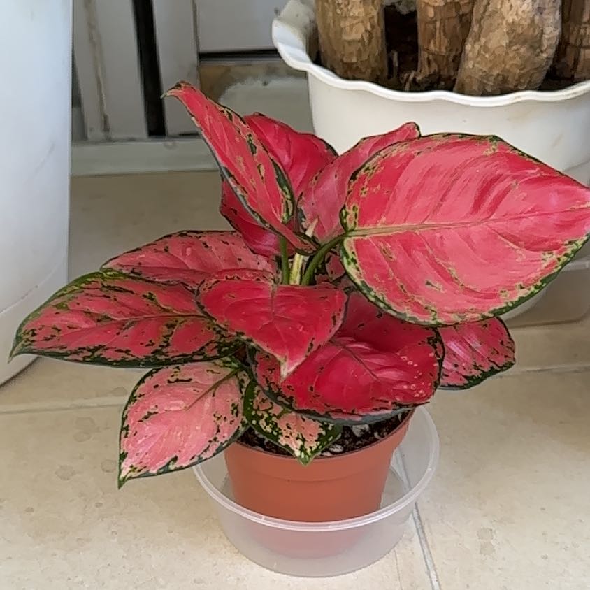 Lorna | A plant by @surotmatchas on Greg