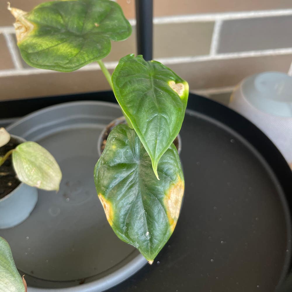 Best Soil for Alocasia 'Dragon Scale' Best Soil for Alocasia 'Dragon Scale'