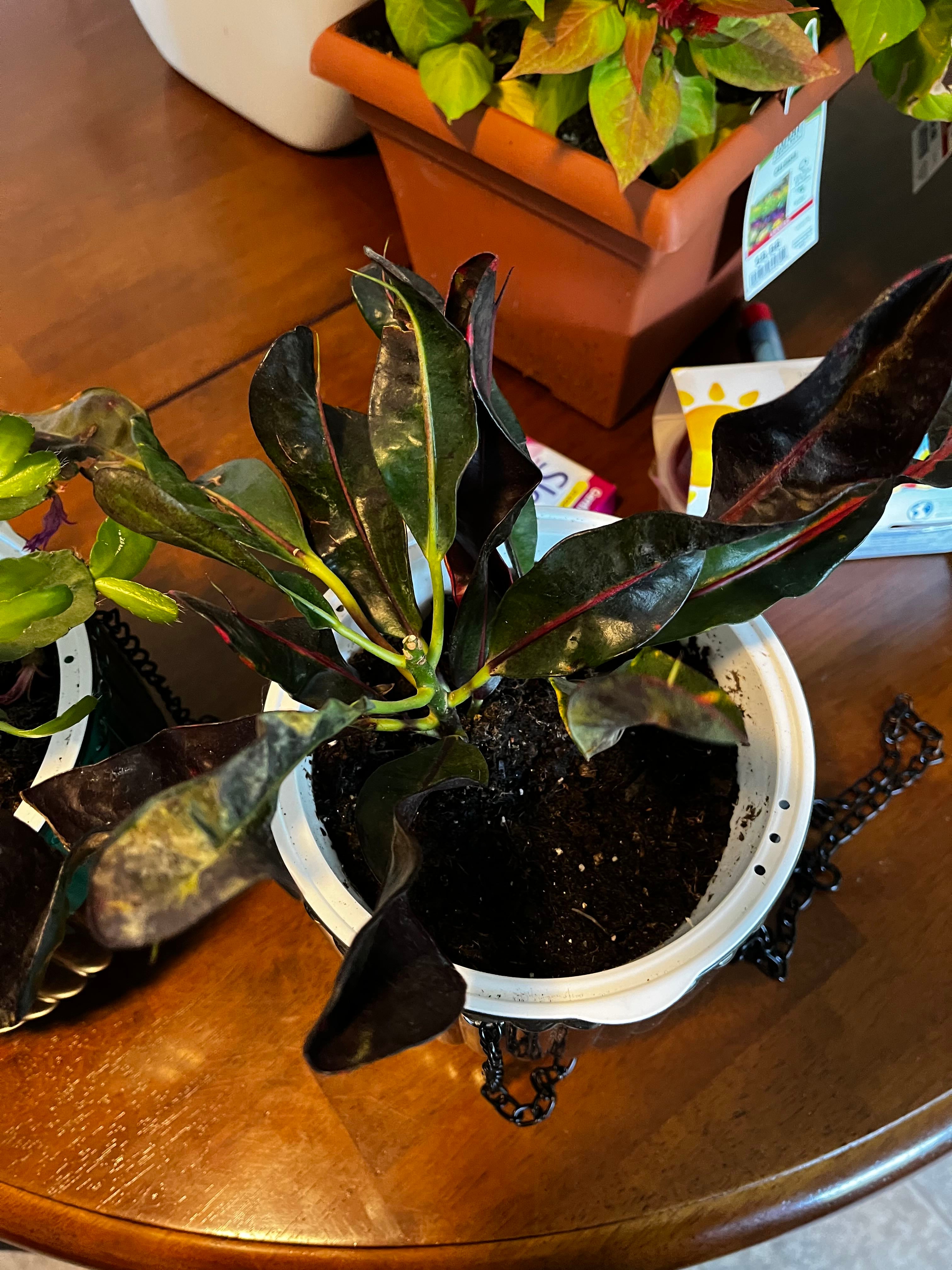 The Complete Gold Dust Croton Plant Care Guide: Water, Light & Beyond