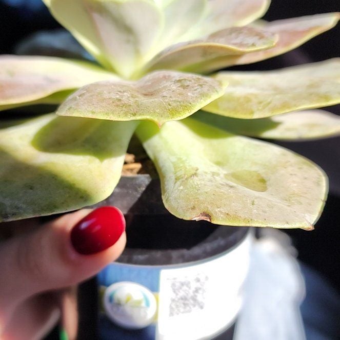 Echeveria 'Xanthe Rose' Plant Care: Water, Light, Nutrients | Greg App 🌱