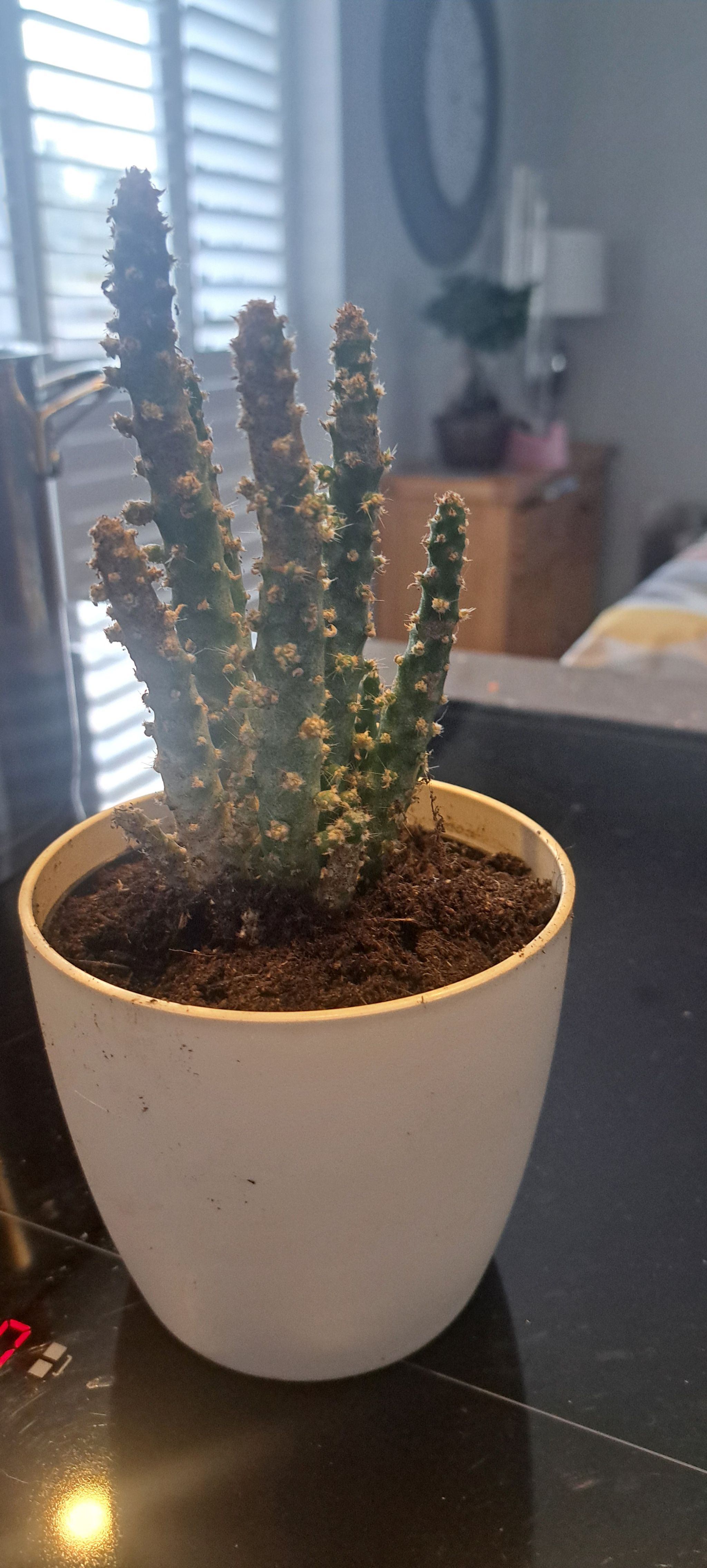 Keep Your Eve's Needle Cactus Alive: Light, Water & Care Instructions