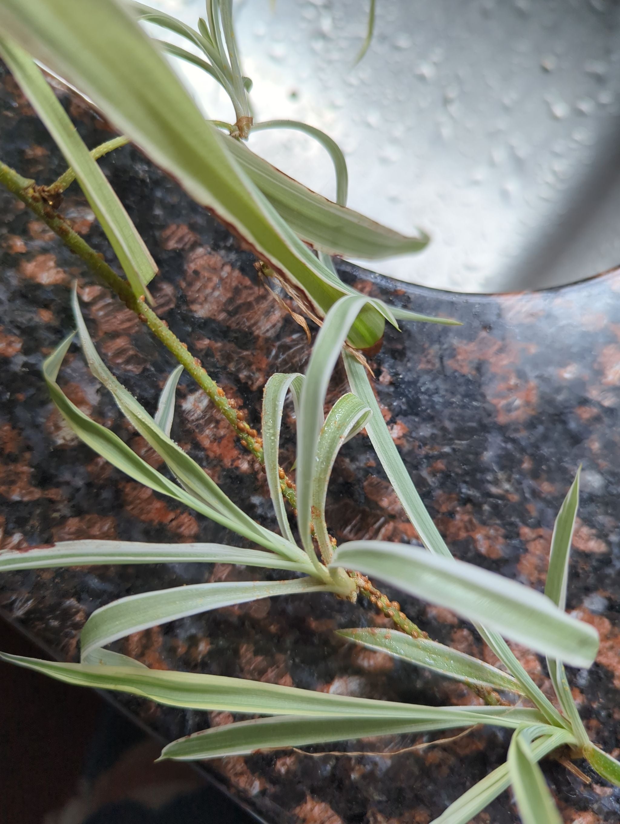 The Complete Spider Plant Plant Care Guide: Water, Light & Beyond