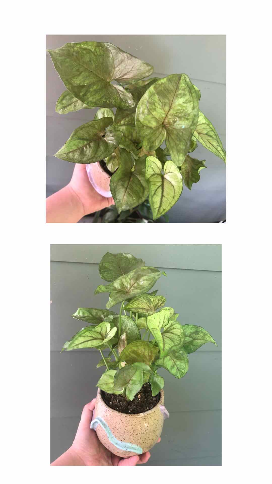 What Does It Mean When Syngonium 'Berry' Blooms?