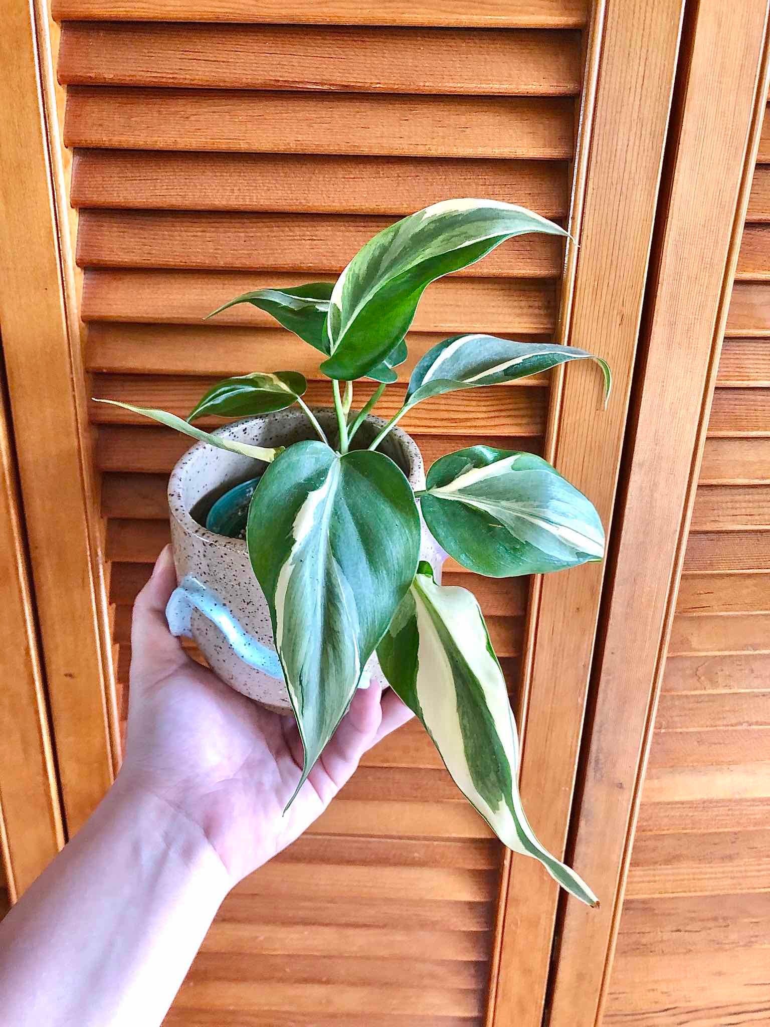 💧 Why Are My Philodendron 'Rio' Leaves Mushy?