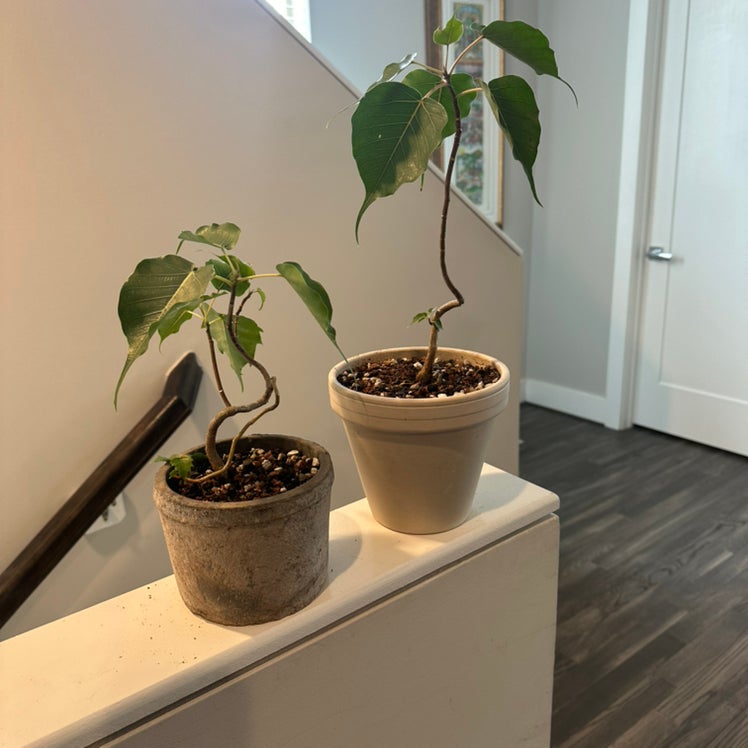 🌸 How Do I Propagate My Bodhi Tree?