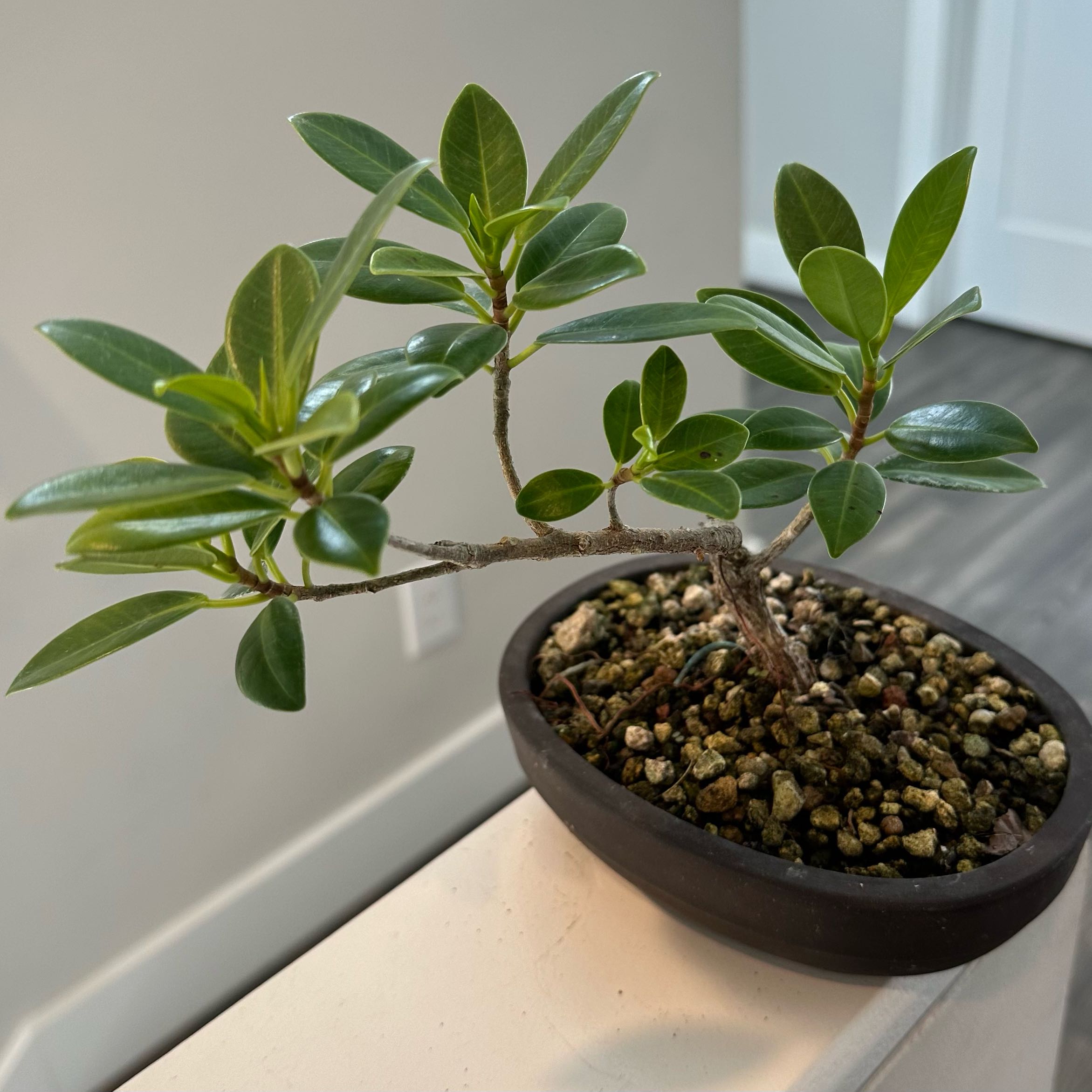 Ficus microcarpa 'Green Island' Plant Care: Water, Light, Nutrients ...