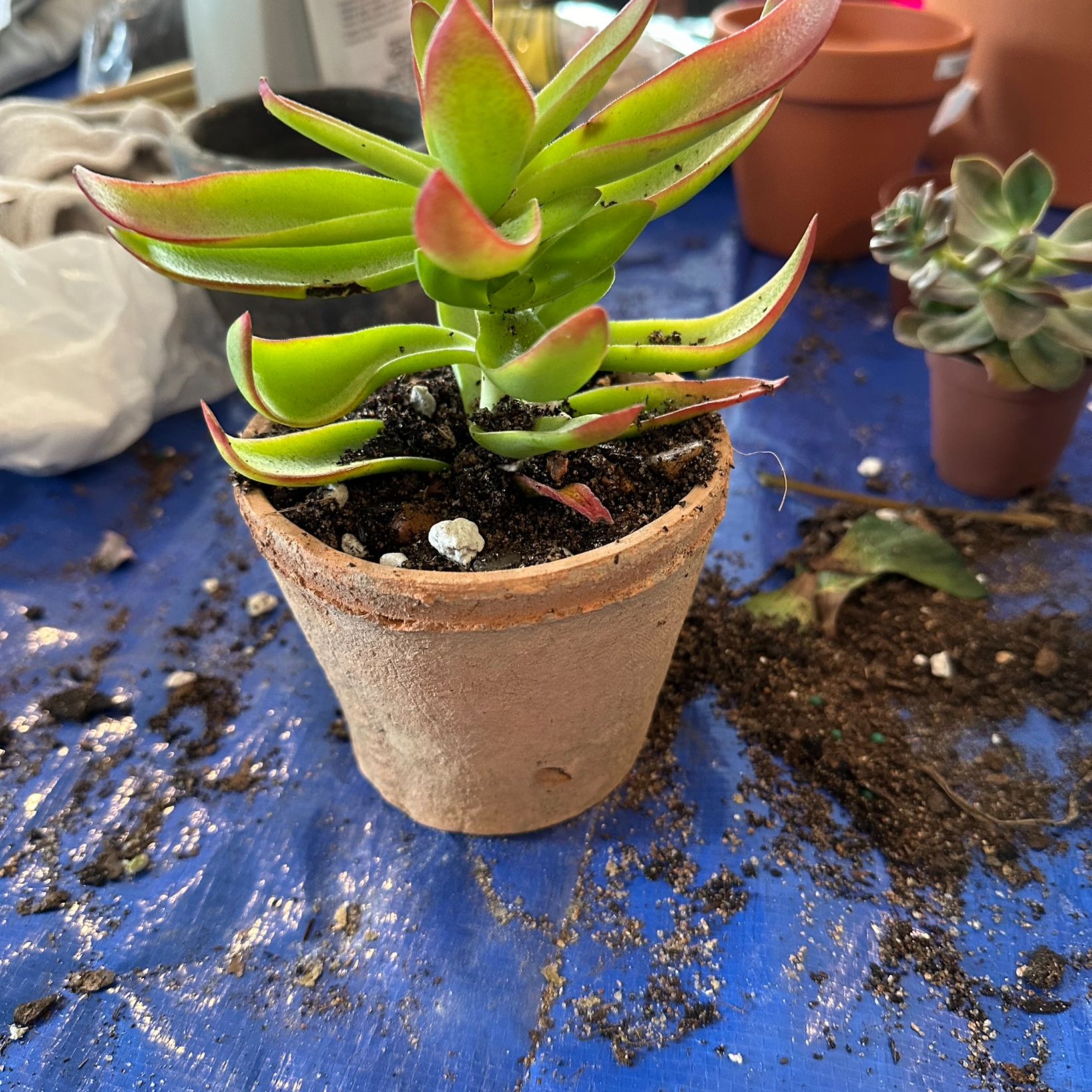 Leaf Erickson | A plant by @FreshKawaka on Greg