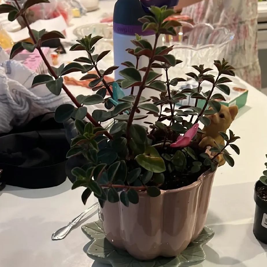 Athena | A plant by @ProudNeonpothos on Greg