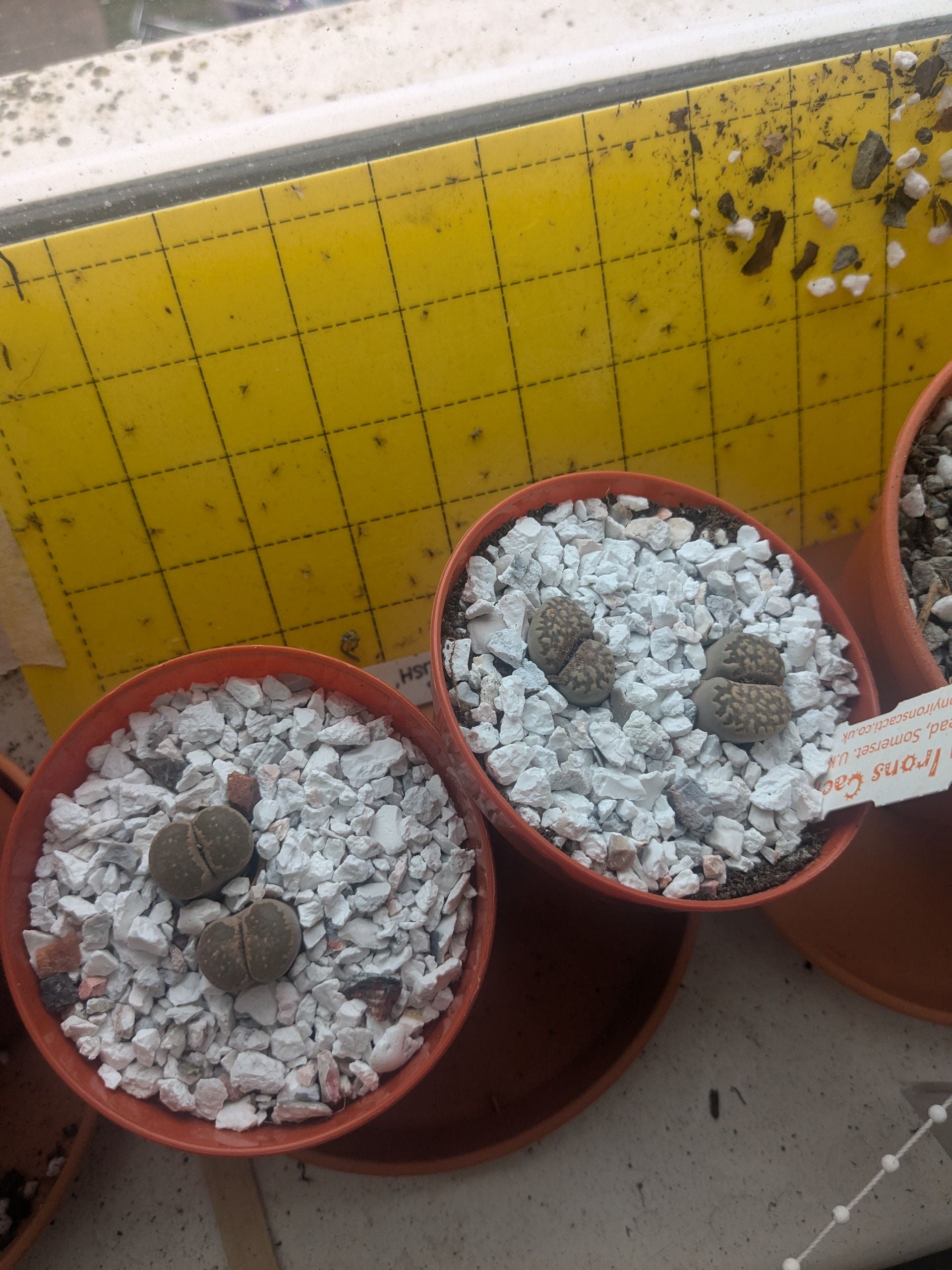 Help! What’s wrong with my lithops?