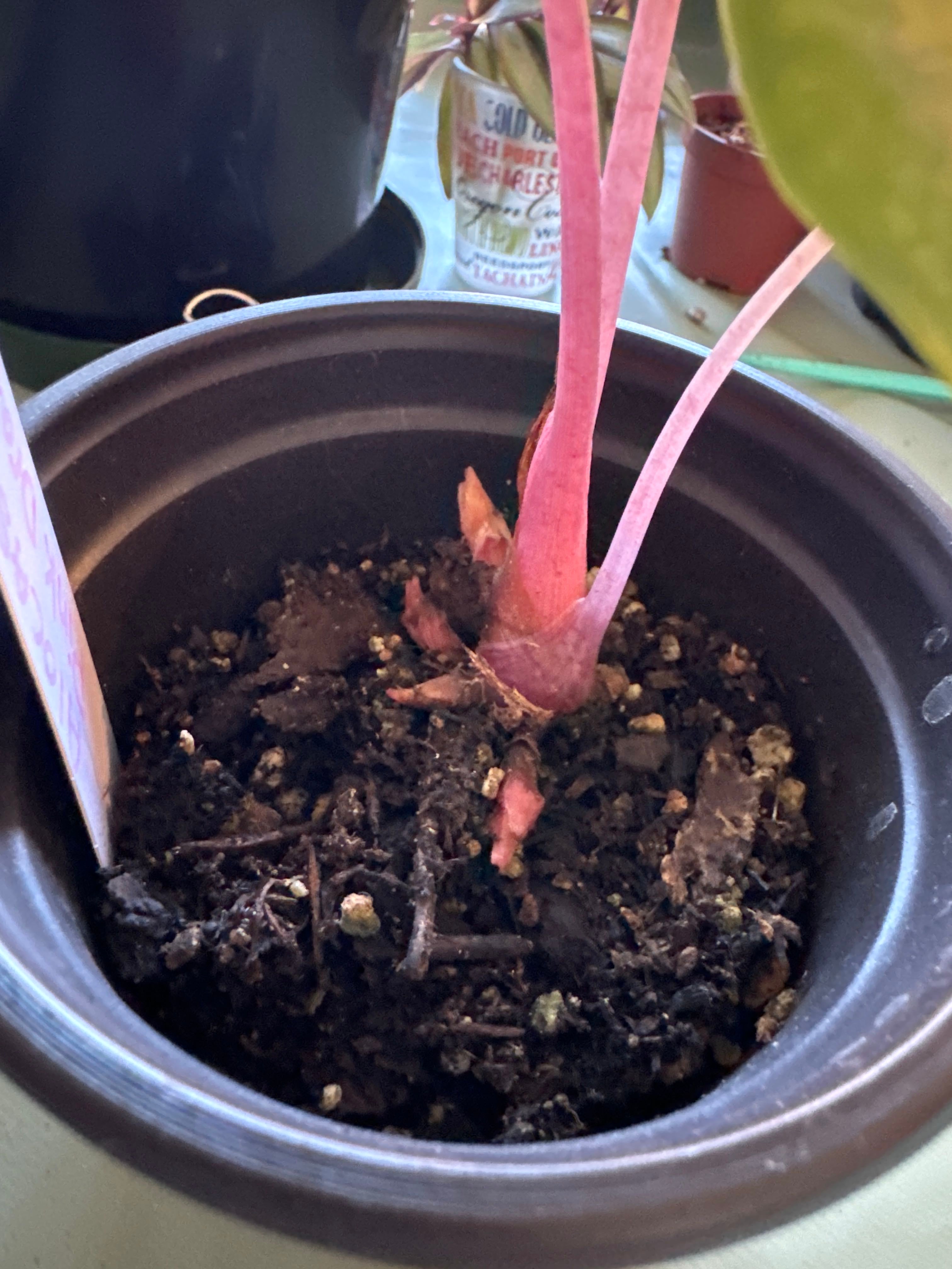 Alocasia Pink Dragon Plant Care: Water, Light, Nutrients | Greg App 🌱