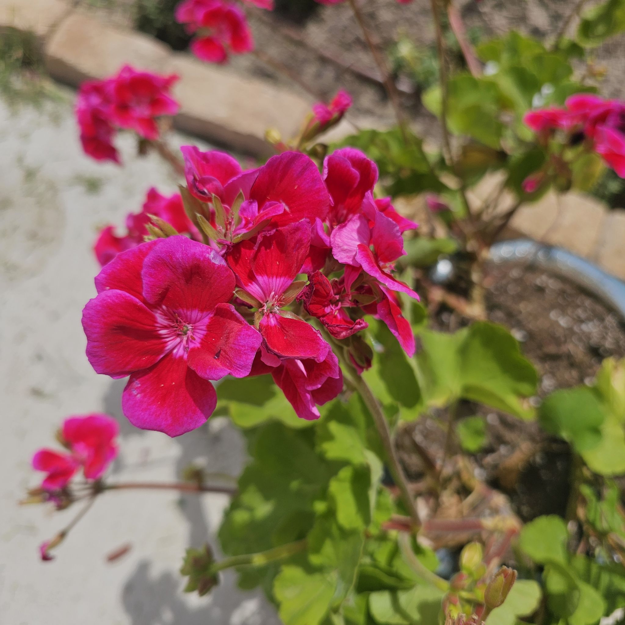 Hemingway | A plant by @SilkenGasteria on Greg