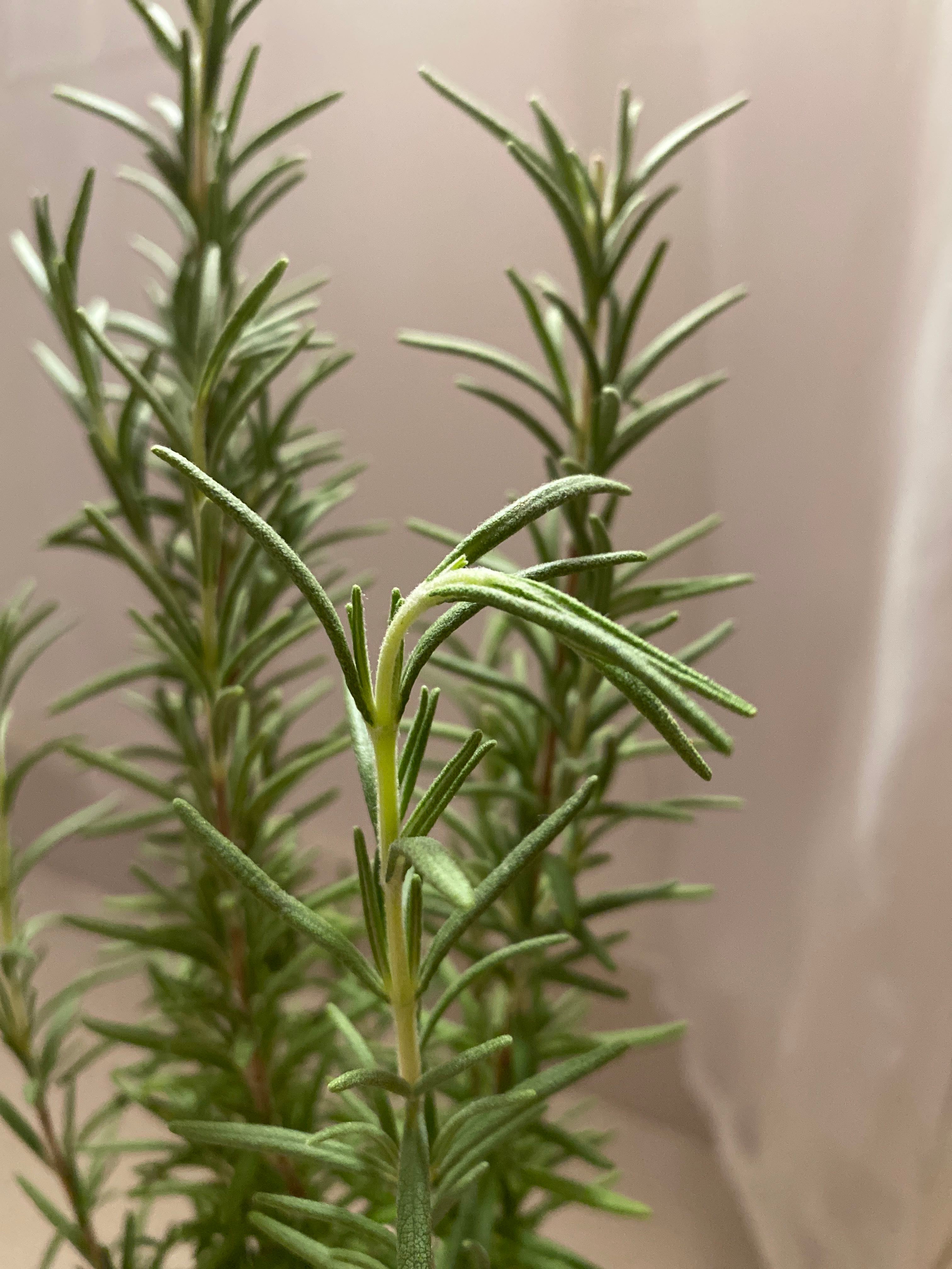 💧 How Do I Fix Rosemary Root Rot?