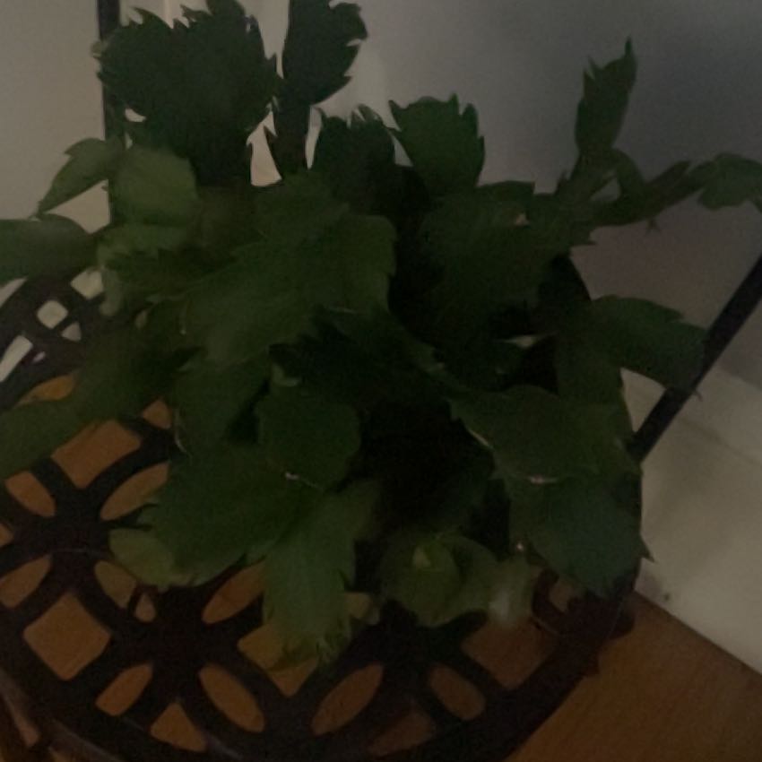 Huckleberry Fern | A plant by @BigPanthercap on Greg