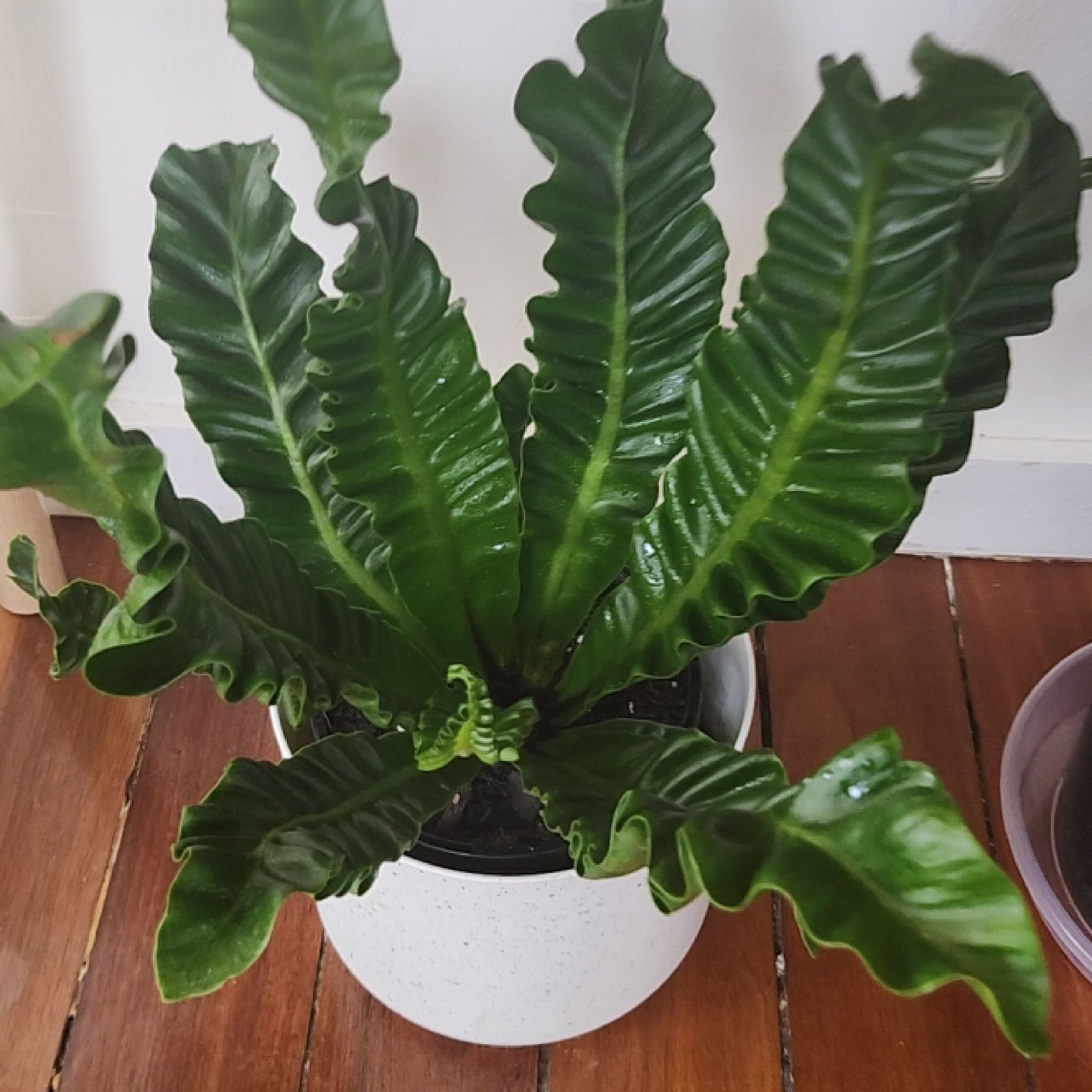 Cobra Fern Plant Care: Water, Light, Nutrients | Greg App 🌱