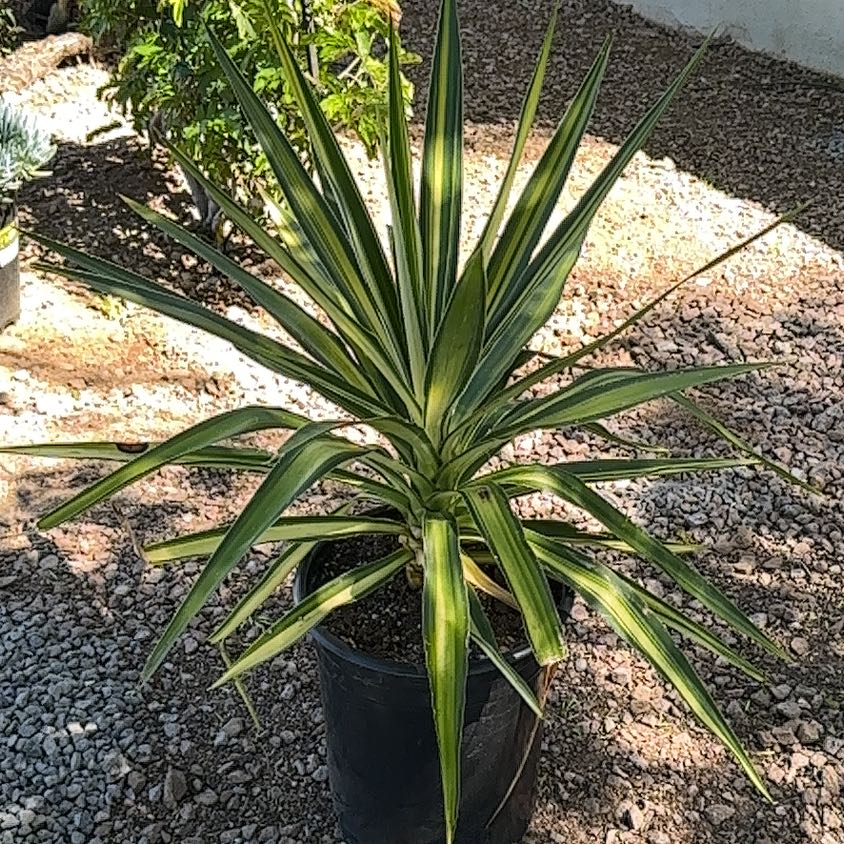 Yucca 'Solaris': How Much Water & Light Does it Need to Thrive?