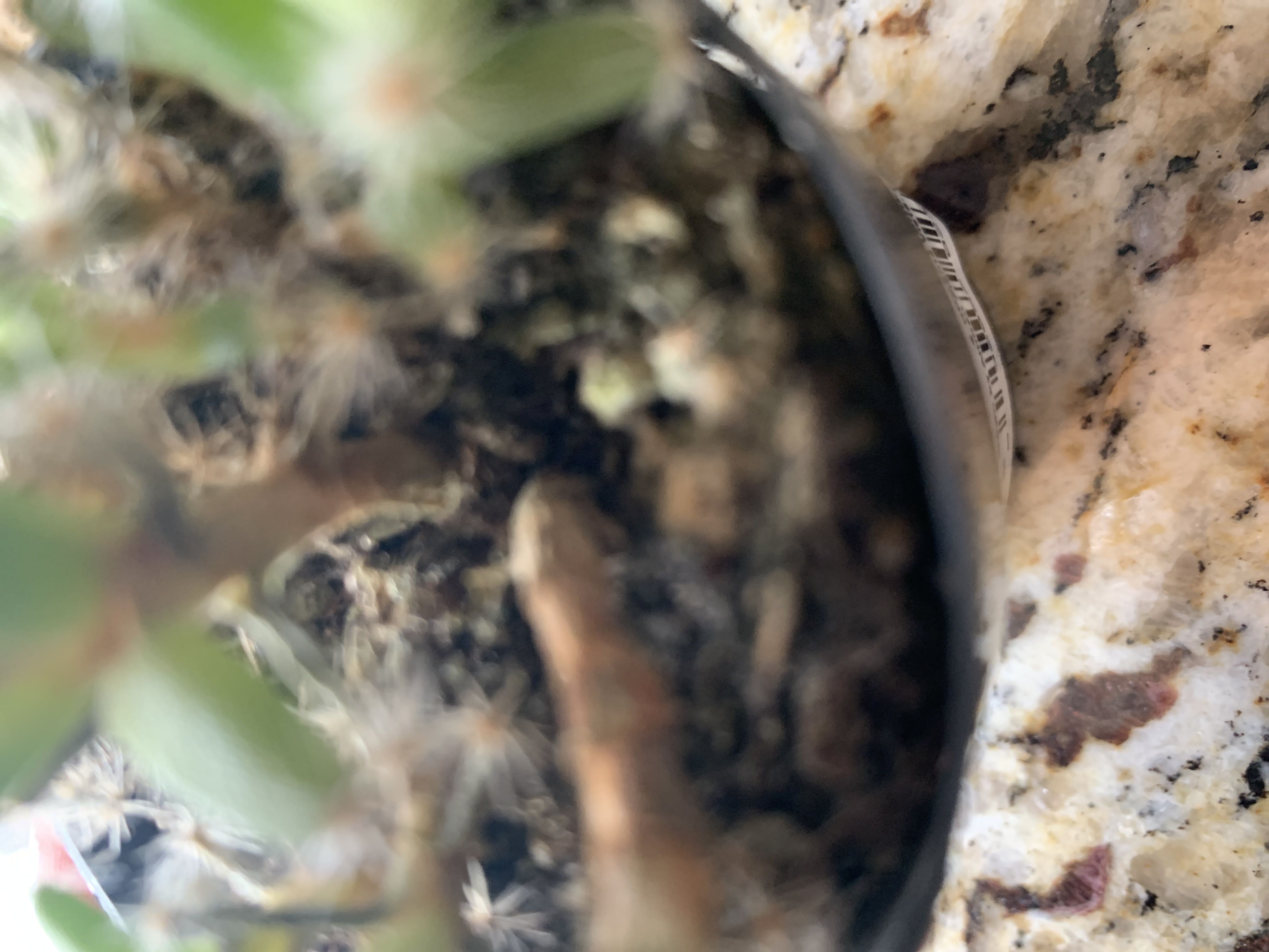 🤒 Why Are There Brown Spots On My Silver Cluster Cactus?