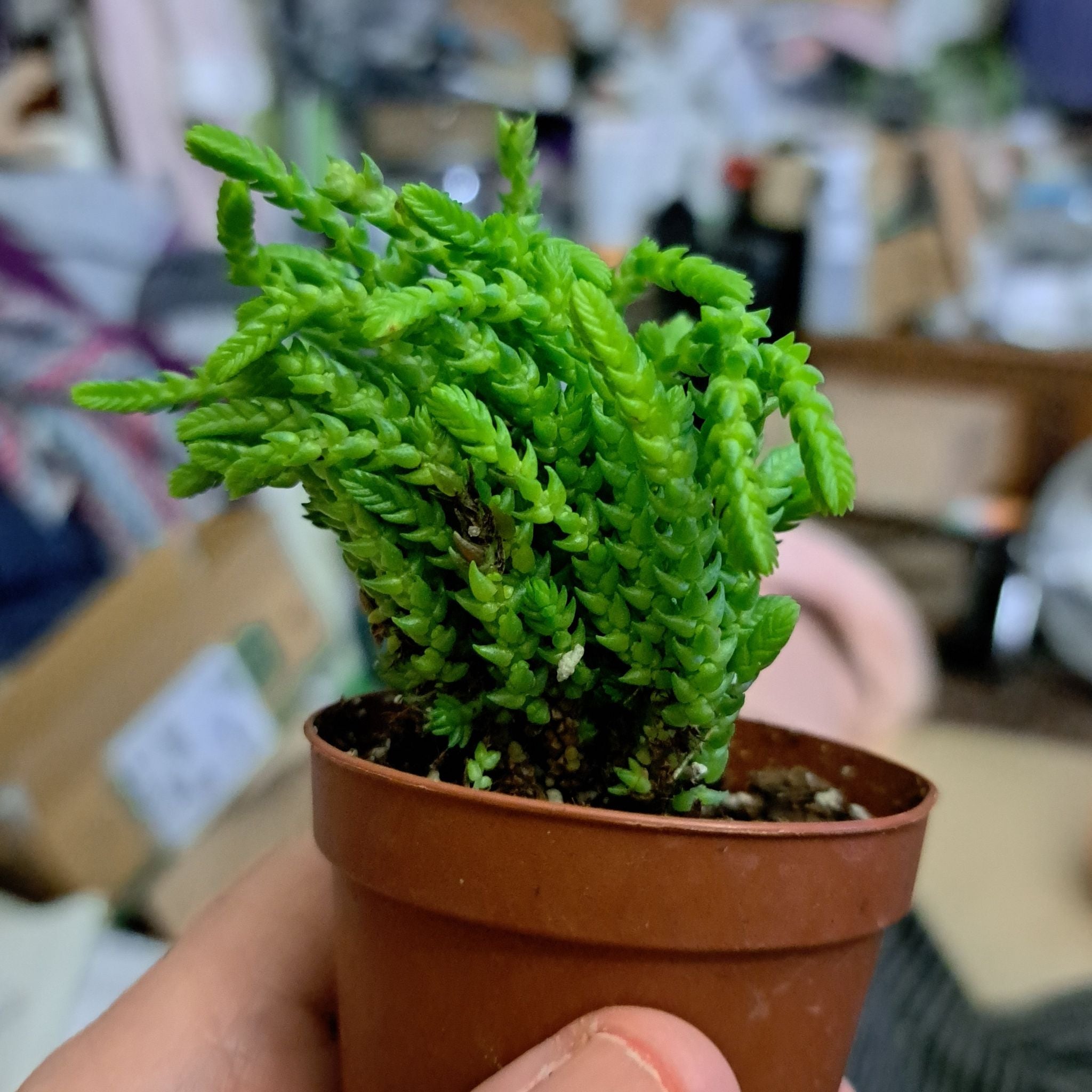 Dax | A plant by @BonusCapnoides on Greg