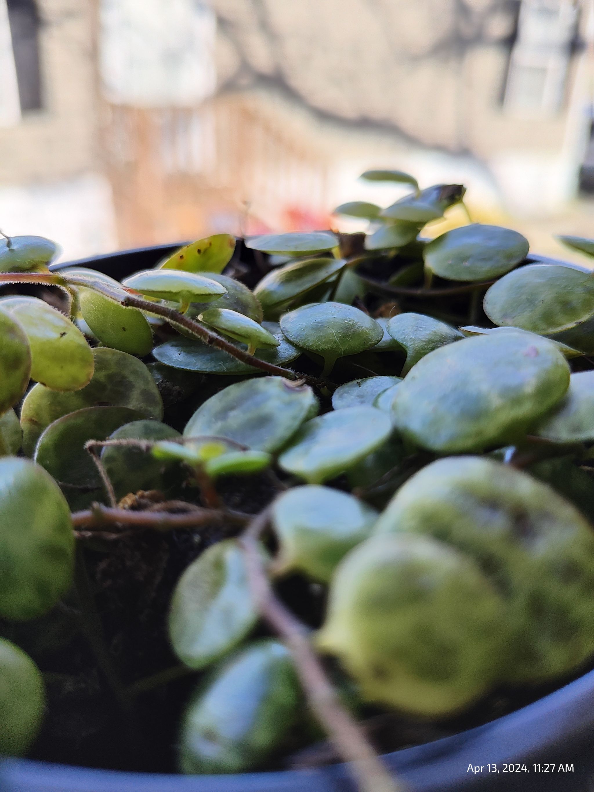 The Complete String of Turtles Plant Care Guide: Water, Light & Beyond