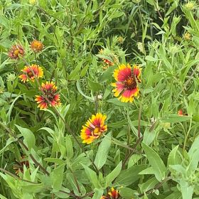 Captain Plant-it | A plant by @RichLancefern on Greg