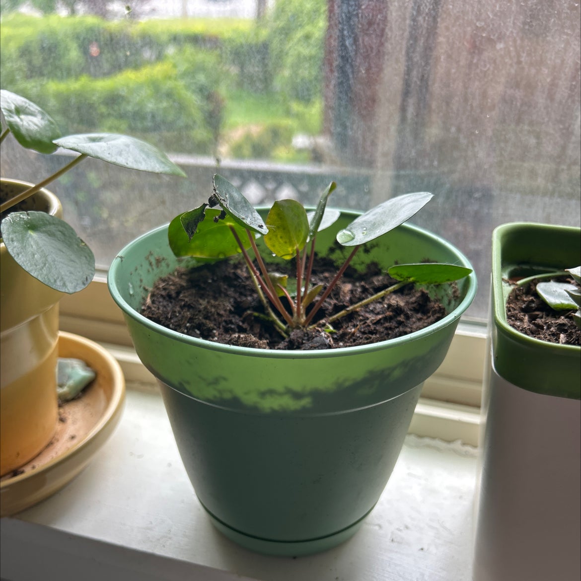 Lola | A plant by @FreshPansy on Greg