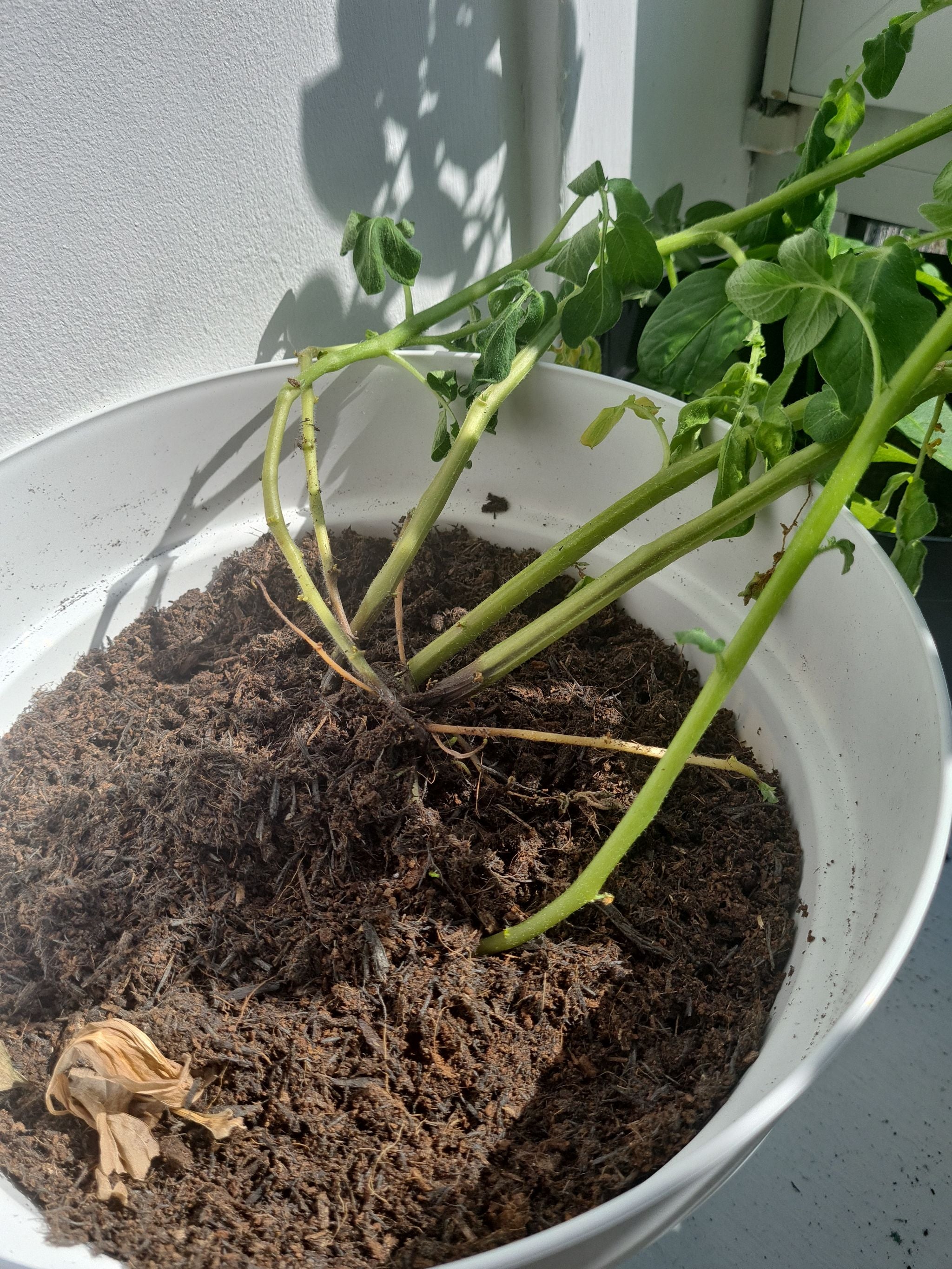 🥔 How and When Should I Cut Back My Potato?