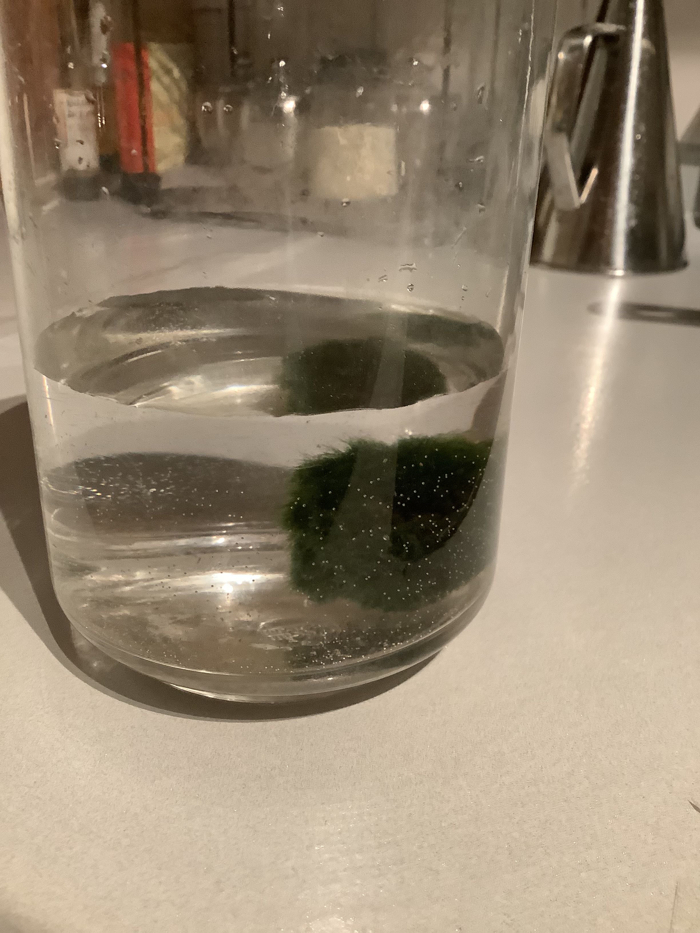 💧 Soil Recommendations for Marimo