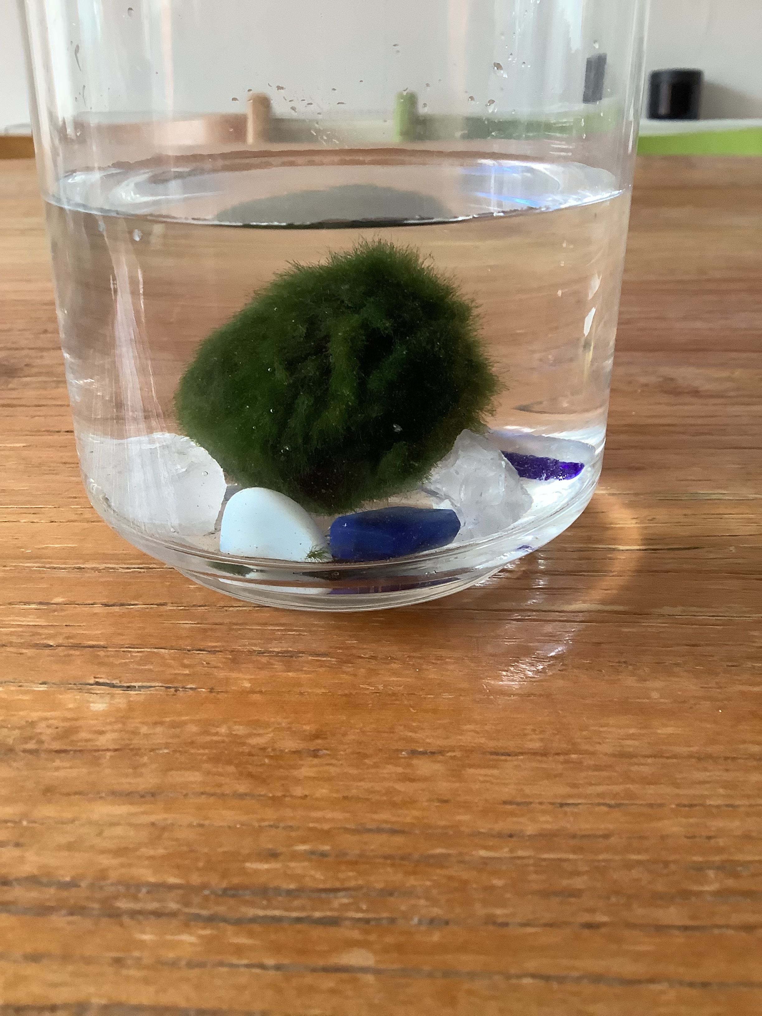 10 Benefits of Having a Marimo 💚