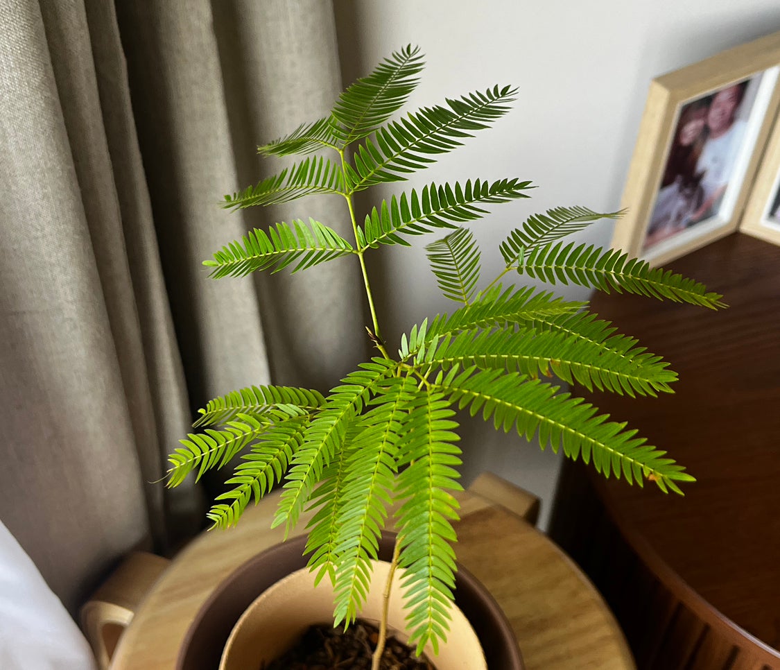 Keep Your Japanese Everfresh Tree Alive: Light, Water & Care Instructions