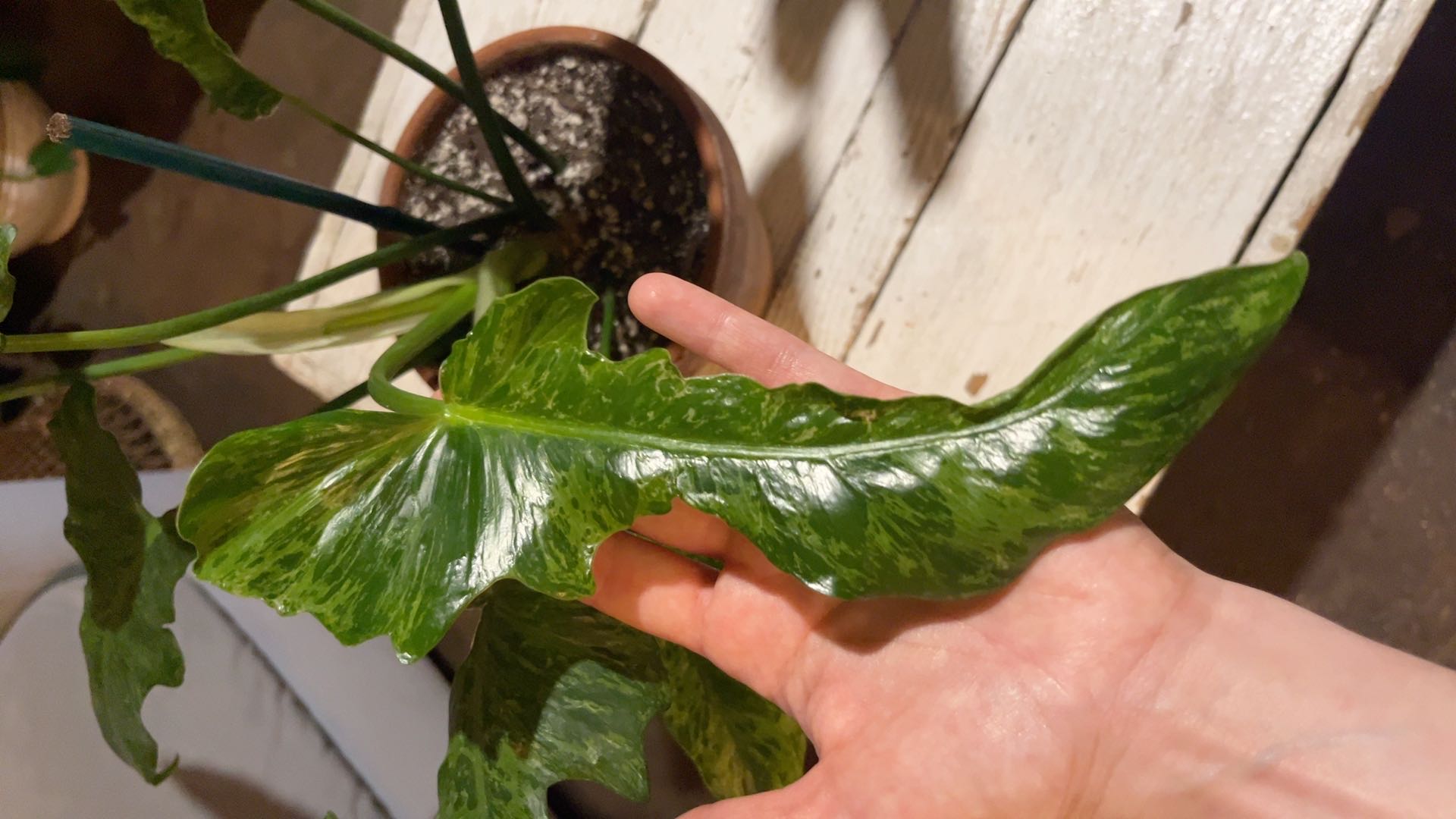 Fertilizing My Philodendron 'Mottled Dragon'