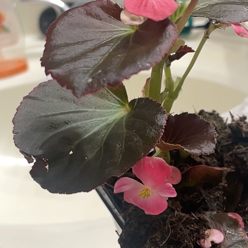 Senator White Wax Begonia Plant Care: Water, Light, Nutrients | Greg App 🌱