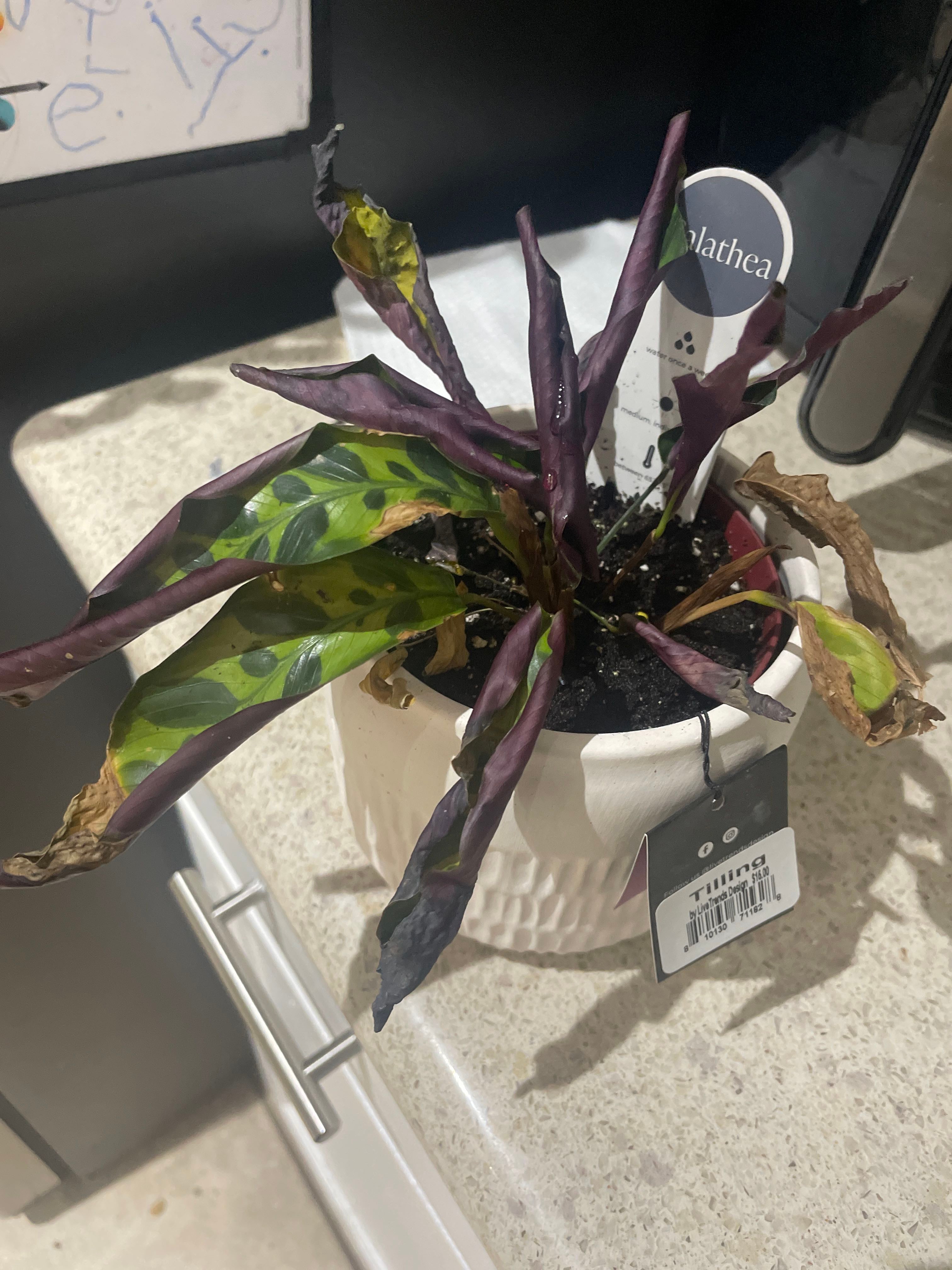 Calathea anulque Care 101: Water, Light & Growing Tips