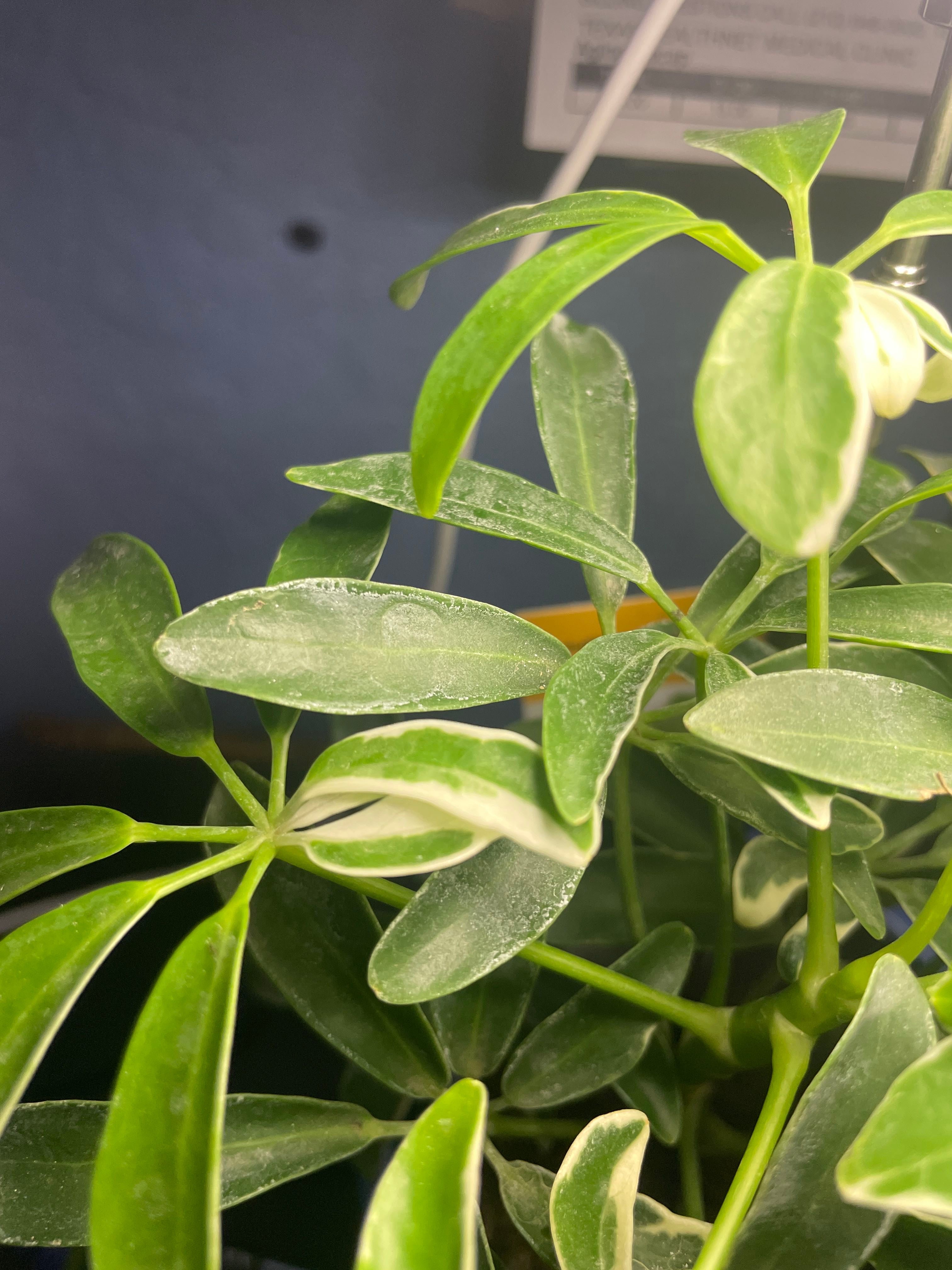 🧙‍♂️ Ultimate Guide to Variegated Dwarf Schefflera