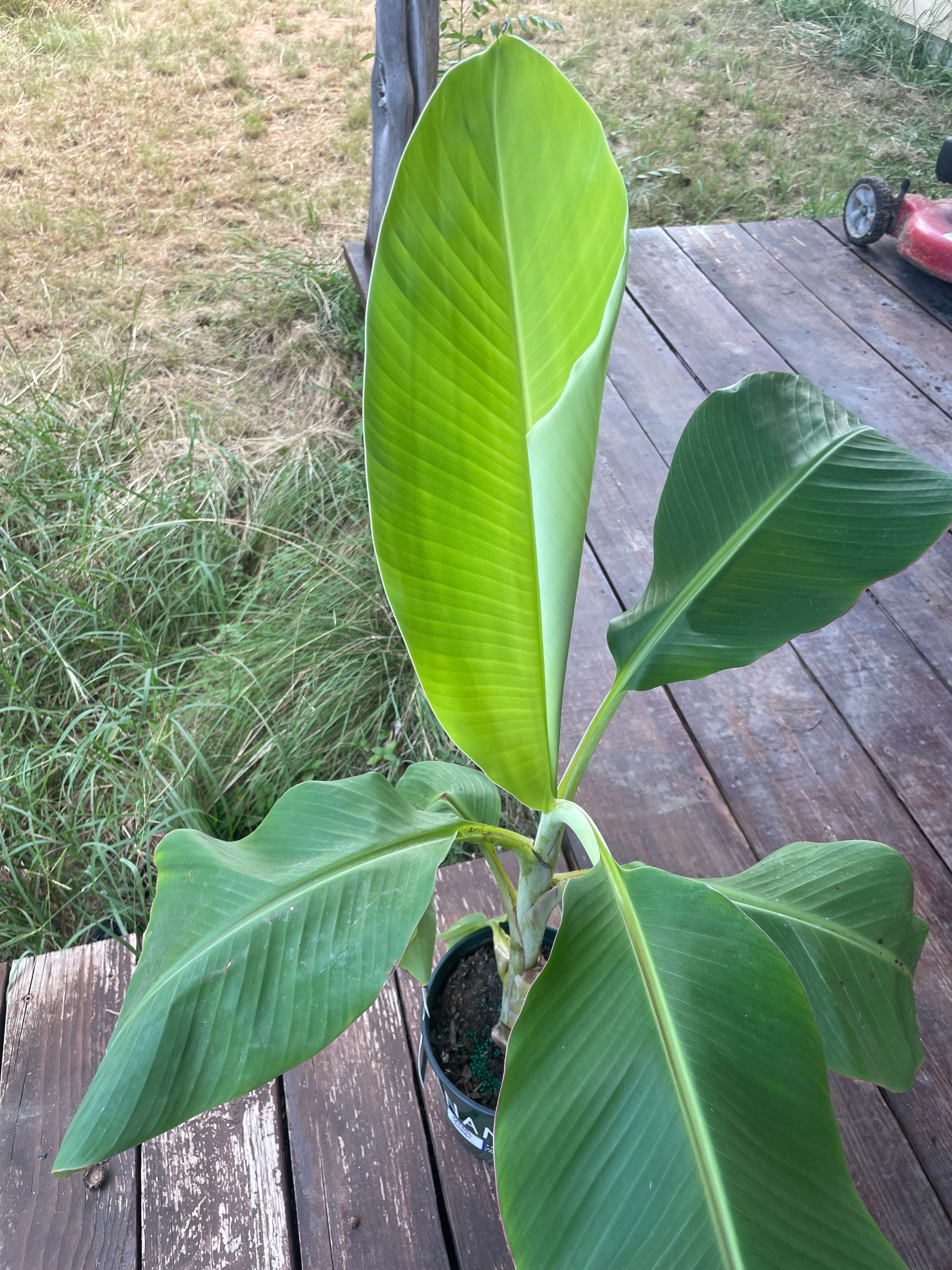 The Complete Ice Cream Banana Tree Plant Care Guide: Water, Light & Beyond