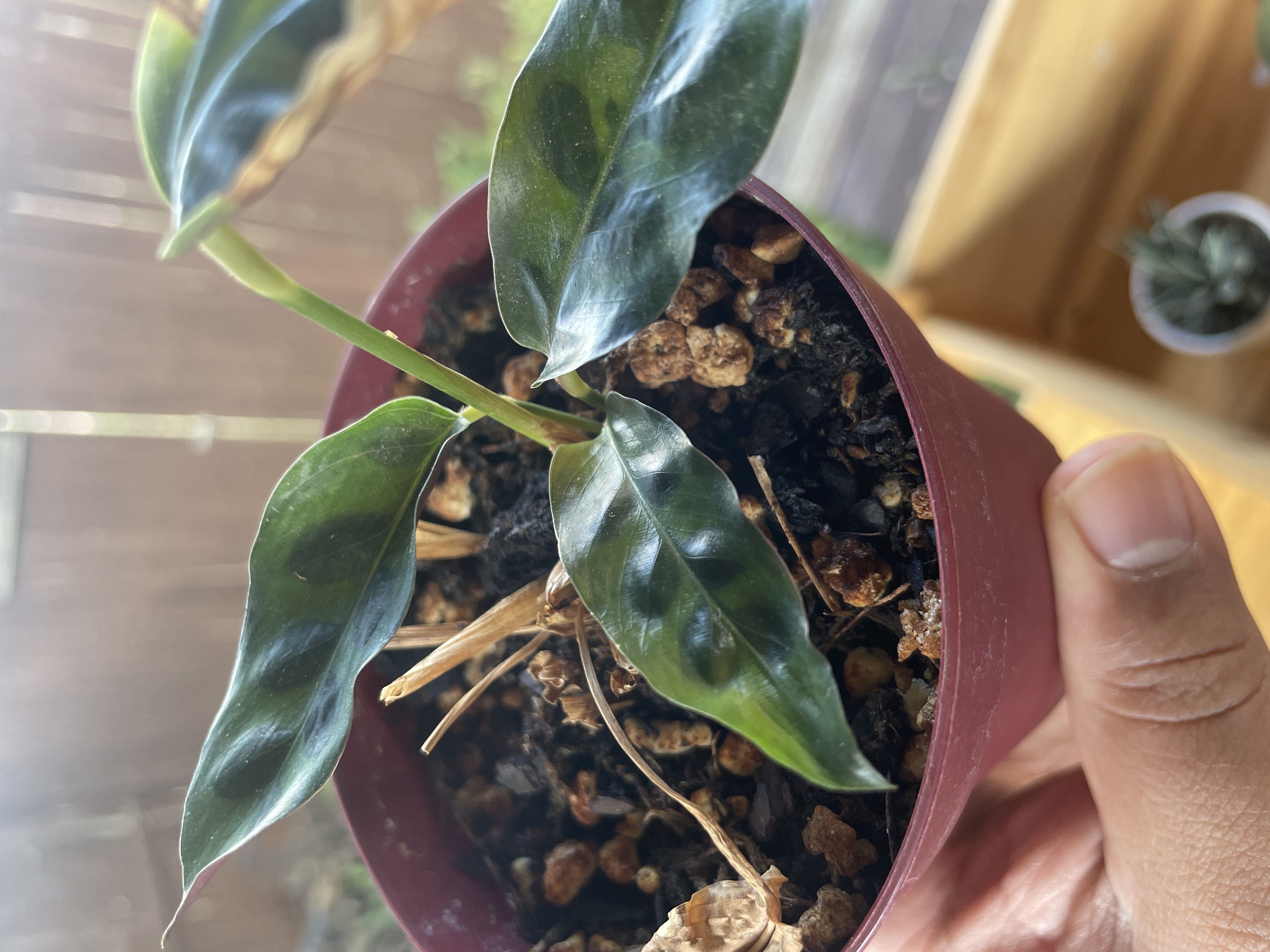 Hiss Majesty | A plant by @VitalPotatotree on Greg