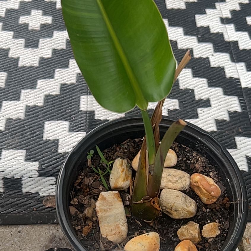 Homer | A plant by @LucidQueenpalm on Greg