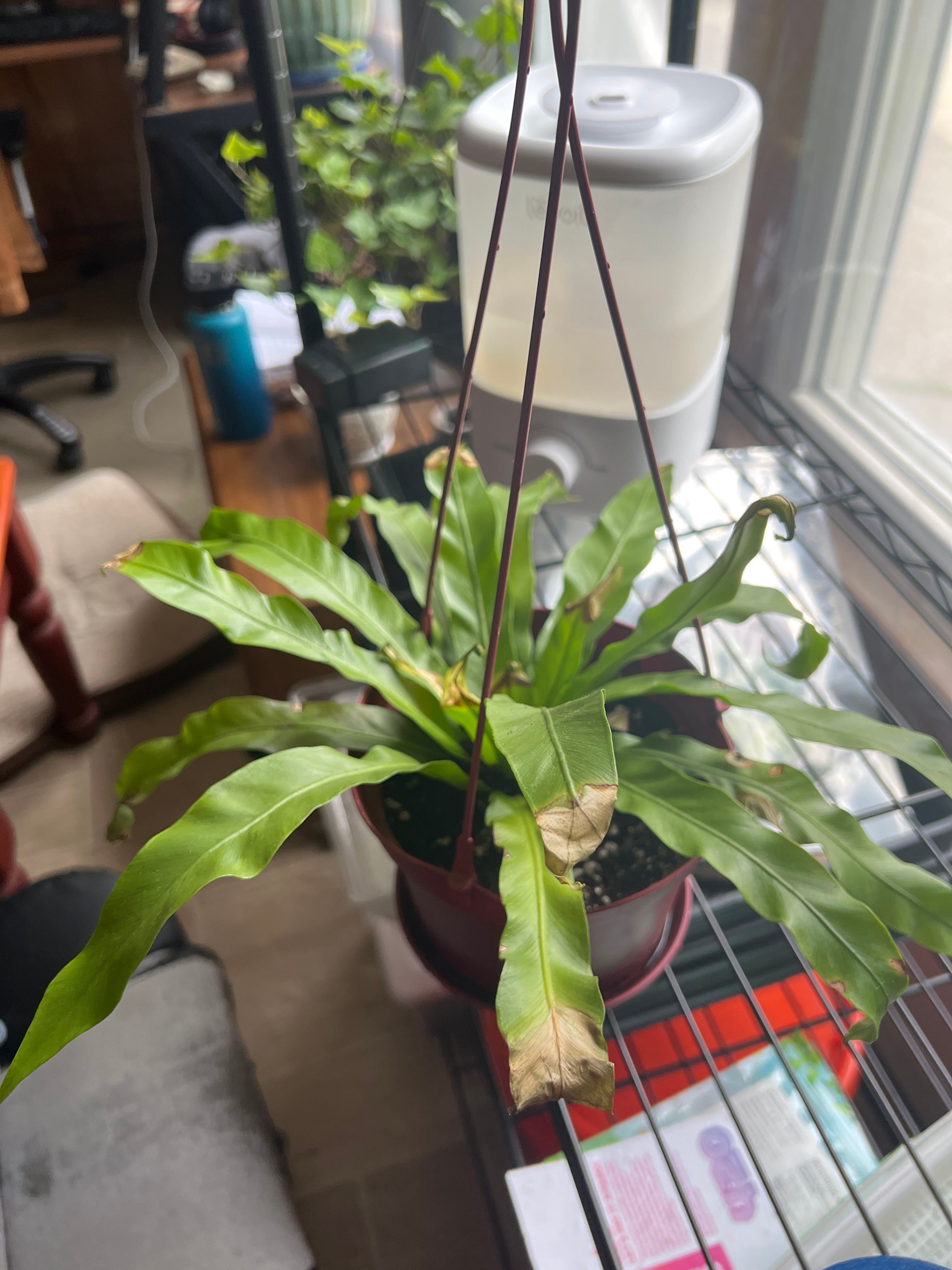 Bird's Nest Fern Care 101: Water, Light & Growing Tips