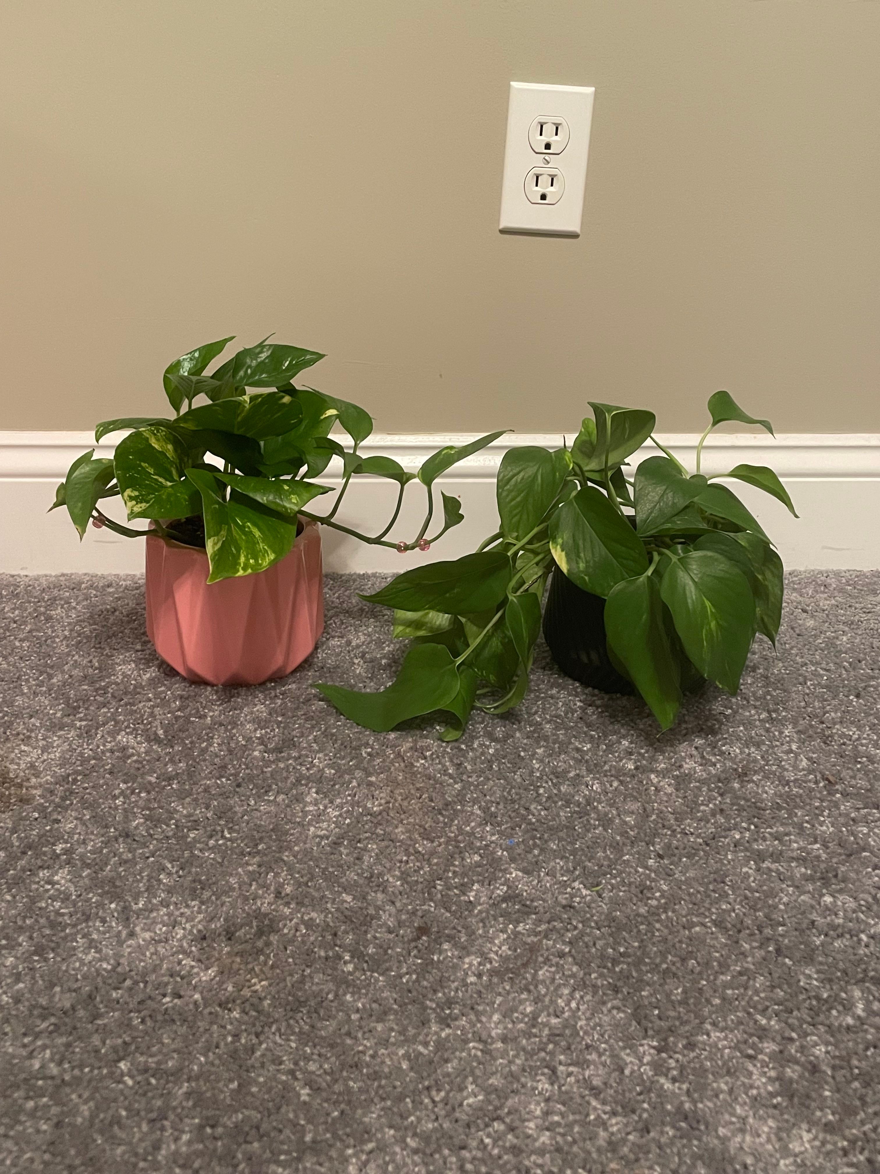 Skeleton Key Pothos Plant Care: Water, Light, Nutrients | Greg App 🌱