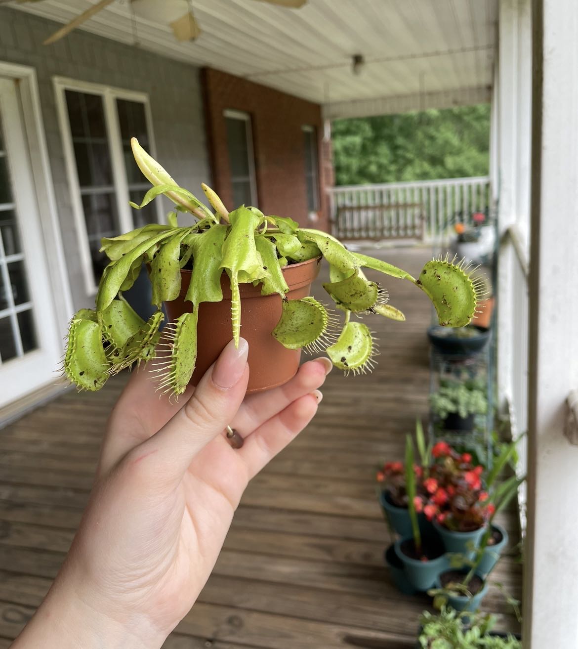 Keep Your Venus Flytrap Alive: Light, Water & Care Instructions