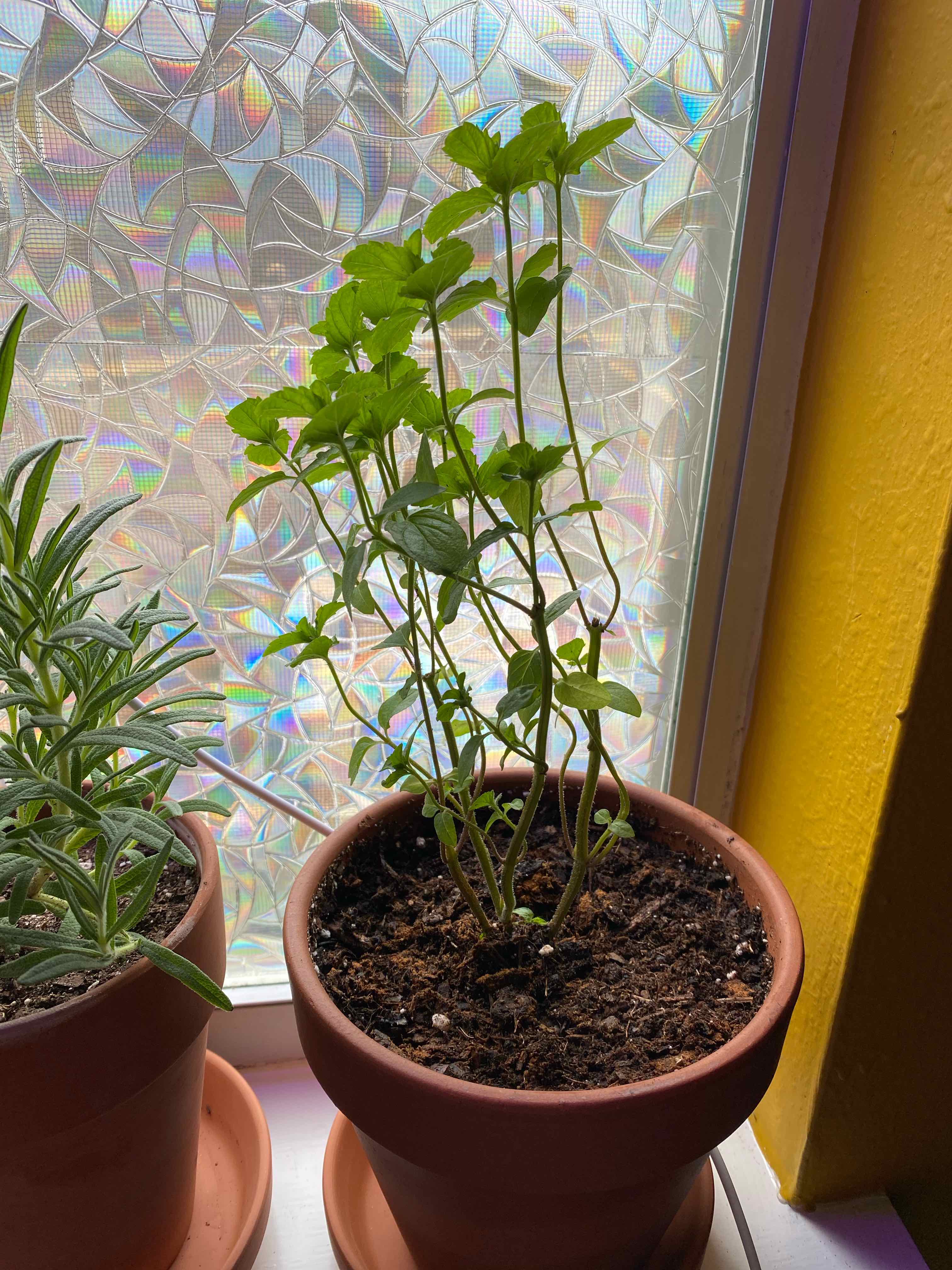 🍬 How to Propagate Your Peppermint