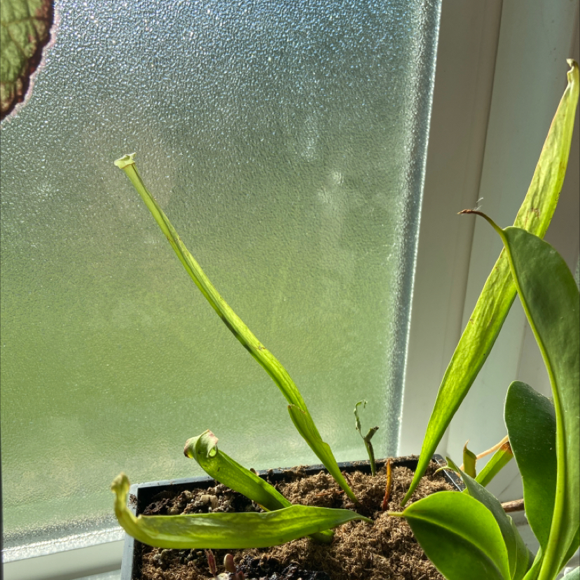 Why Are There Brown Spots on My White Topped Pitcher Plant?