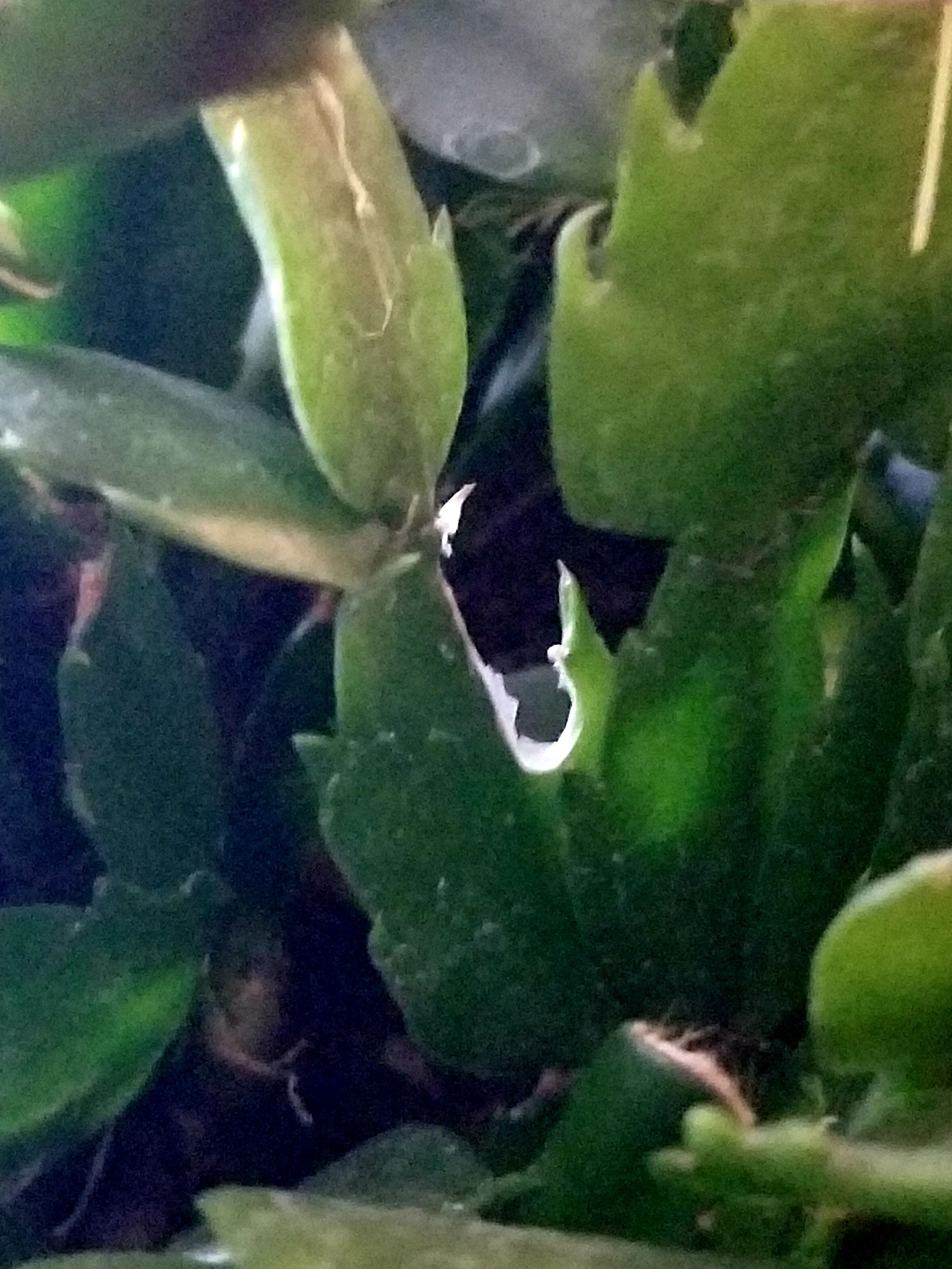 The Complete False Christmas Cactus Plant Care Guide: Water, Light & Beyond