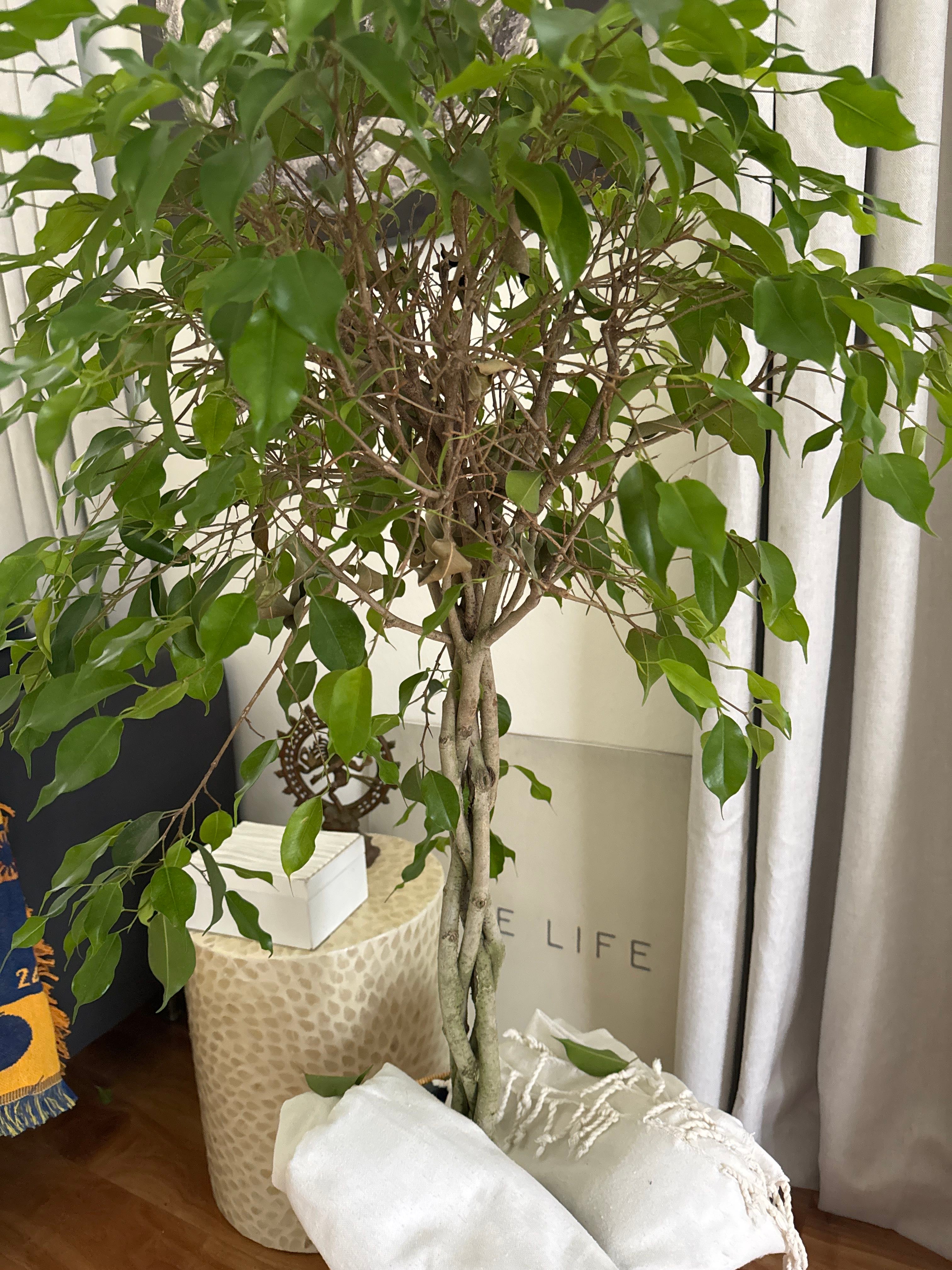 10 Benefits of Having a Bodhi Tree