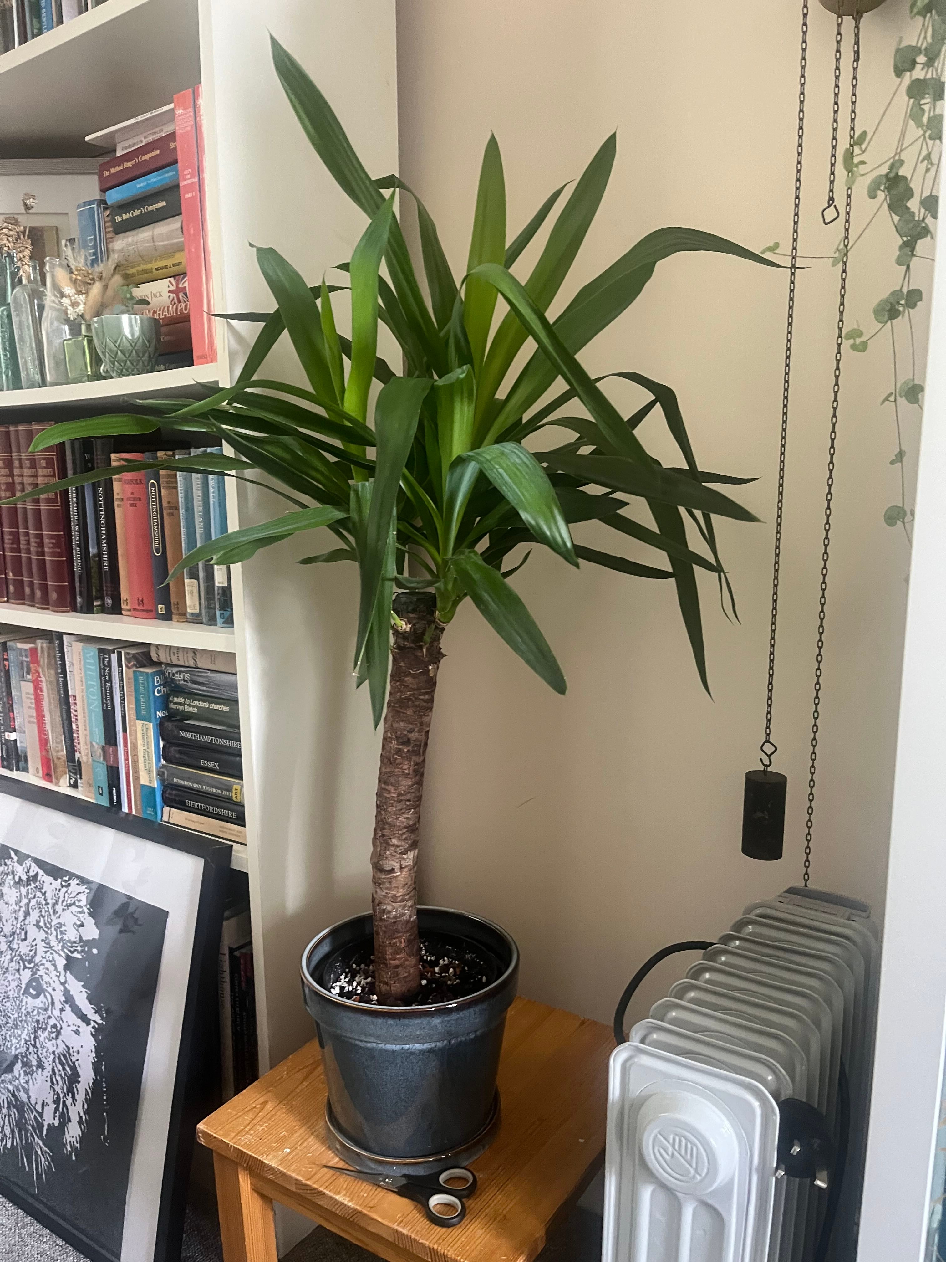 🌈 4 Best Companion Plants for Color Guard Yucca