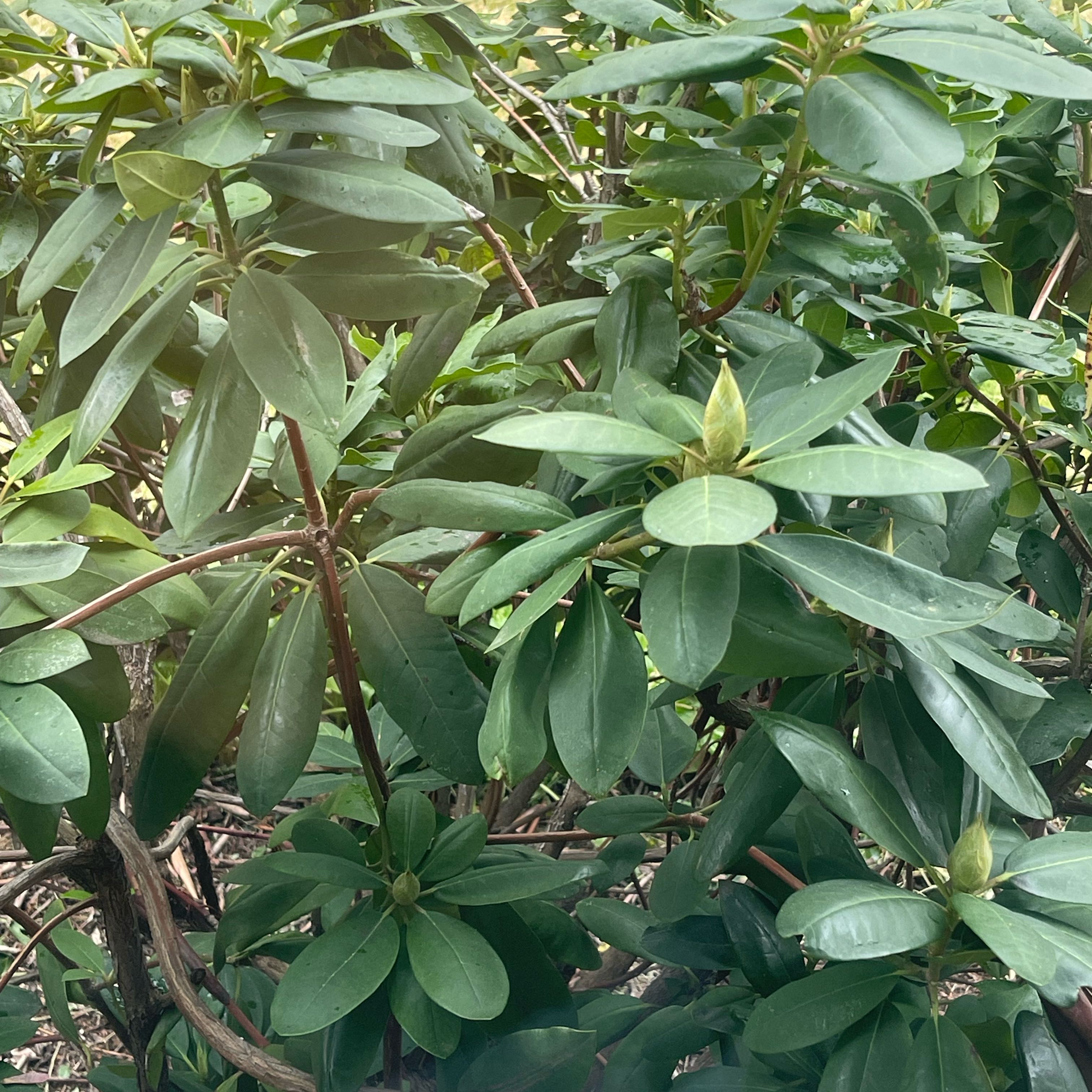 Symbolism and Benefits of the Great Laurel