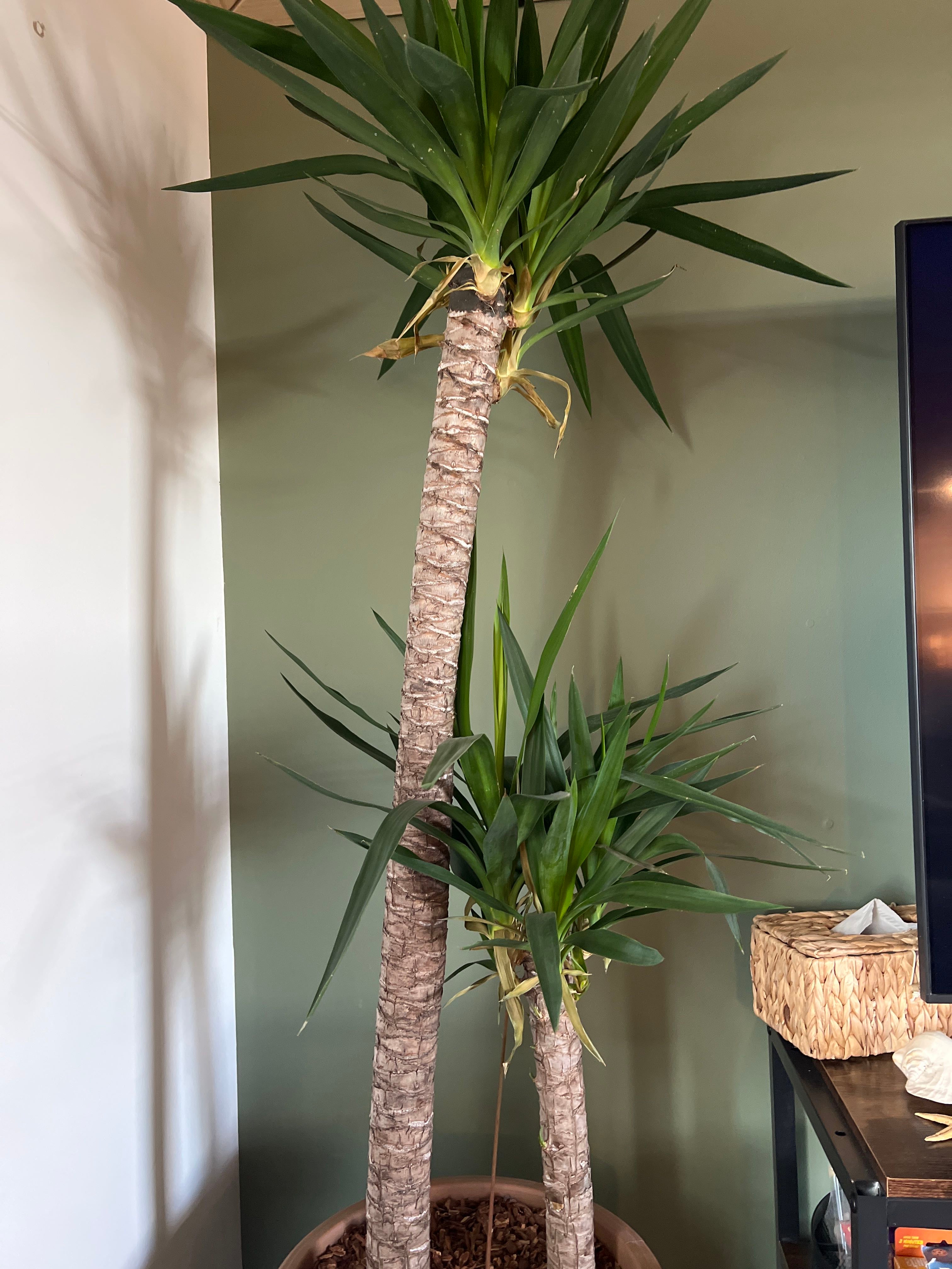 Blue-Stem Yucca Plant Care: Water, Light, Nutrients | Greg App 🌱