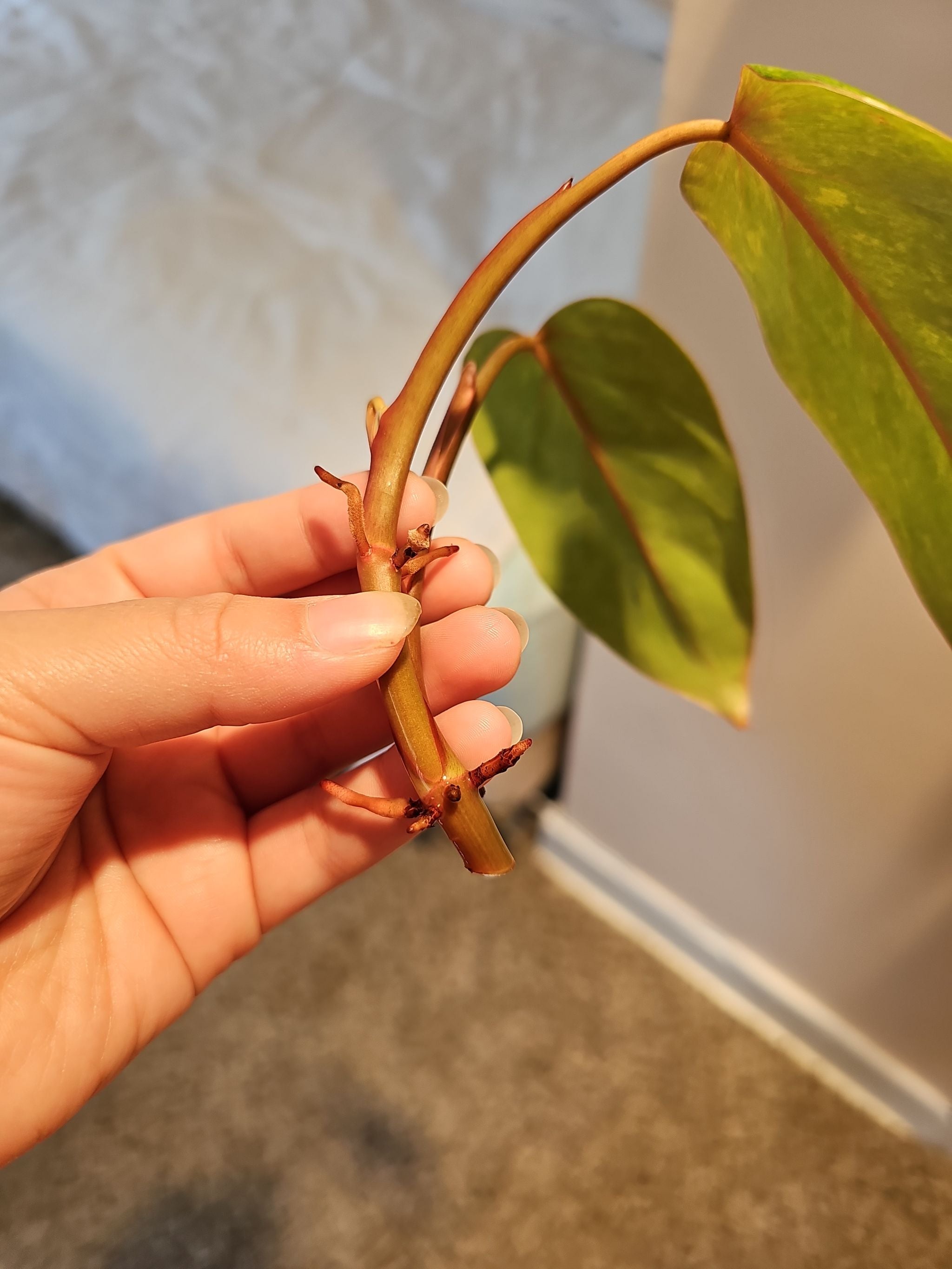 Philodendron 'Aurea Flavum' Plant Care: Water, Light, Nutrients | Greg ...