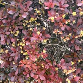 Japanese Barberry: How Much Water & Light Does it Need to Thrive?